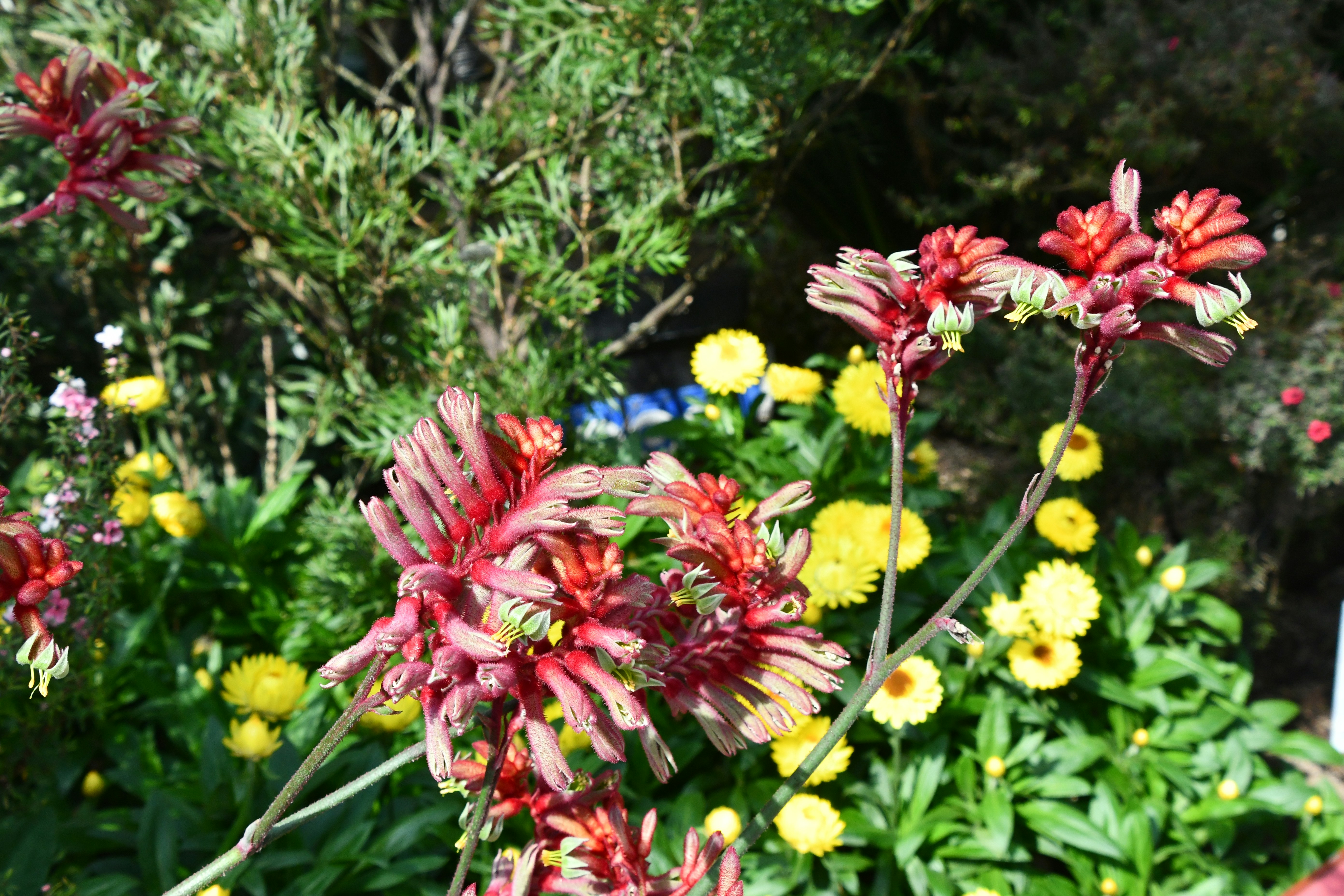Crimson Spires in a Sunlit Border: Red Bloom Framed by Yellow Daisies
