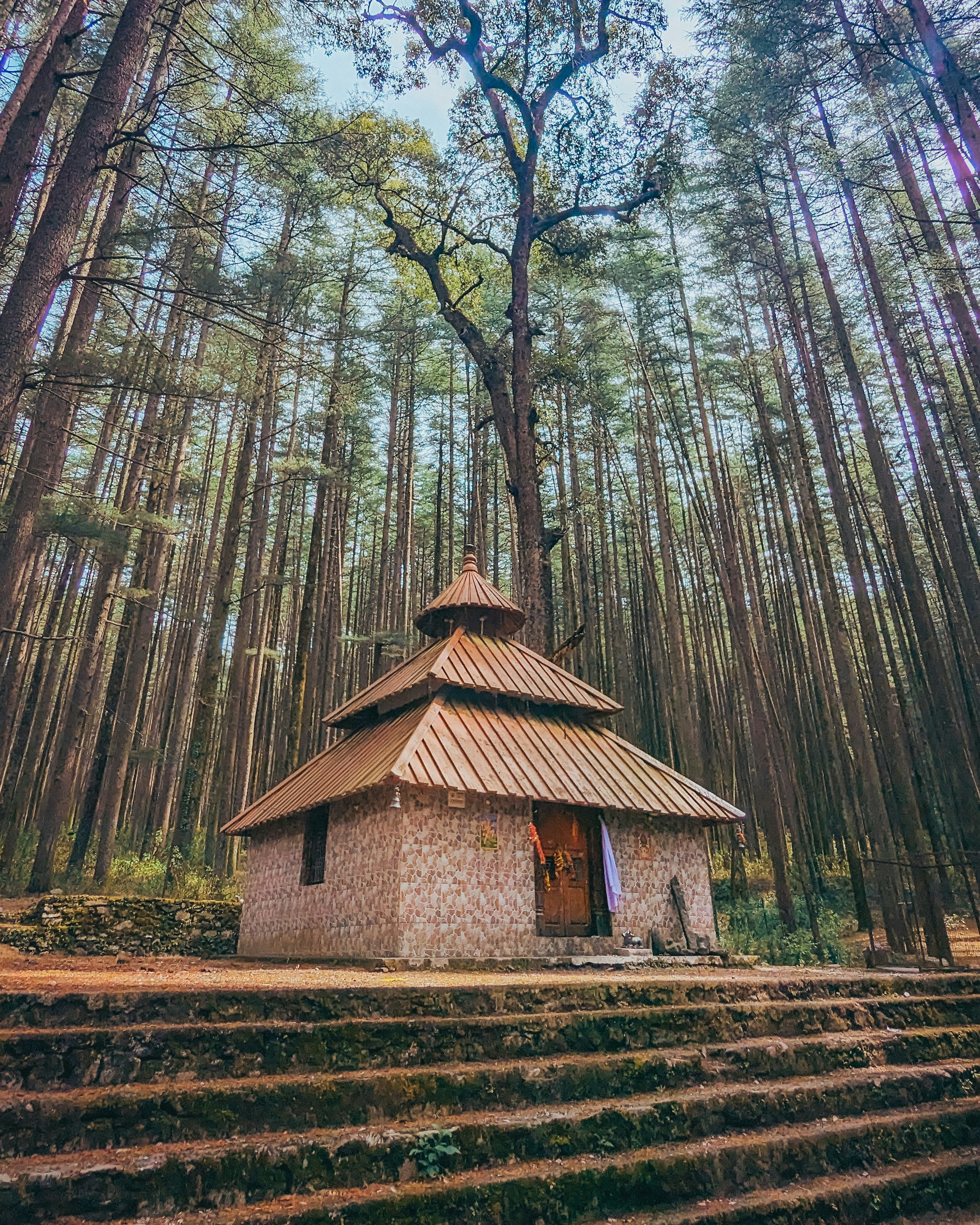 Pine-Scented Shrine: A Brick Hut with Tiered Roof Nestled Among Towering Pines