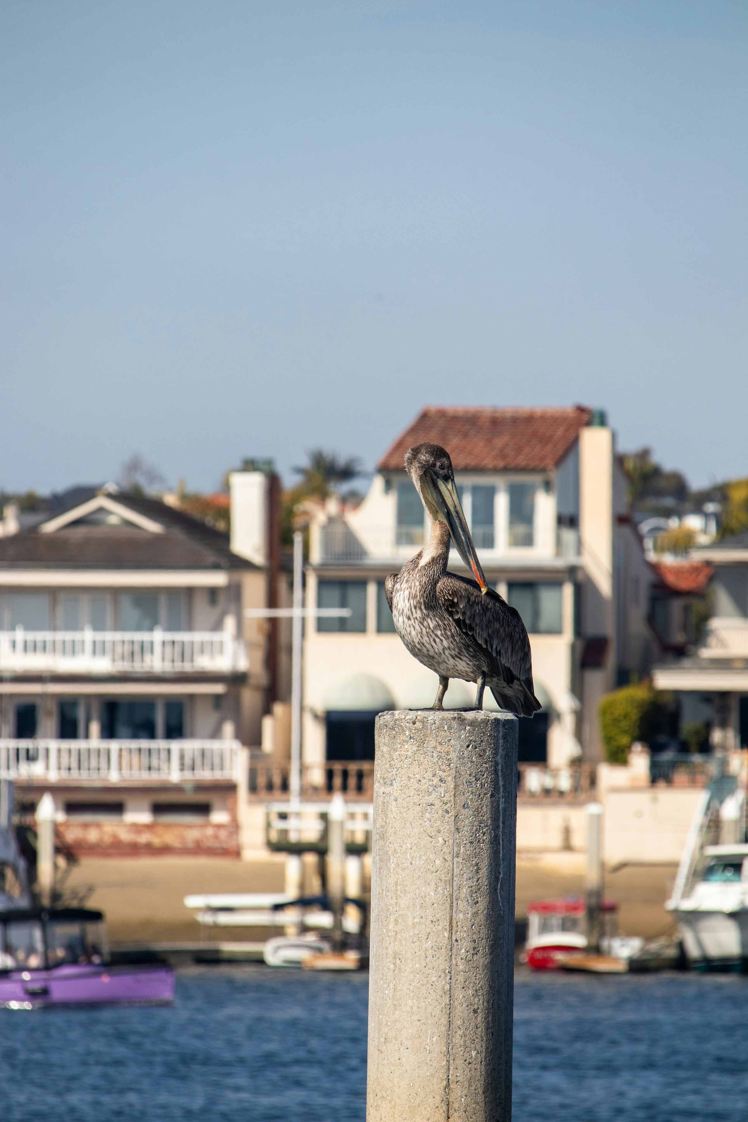 Harbor Sentinel: Pelican Perched on a Weathered Post Over a Quiet Marina