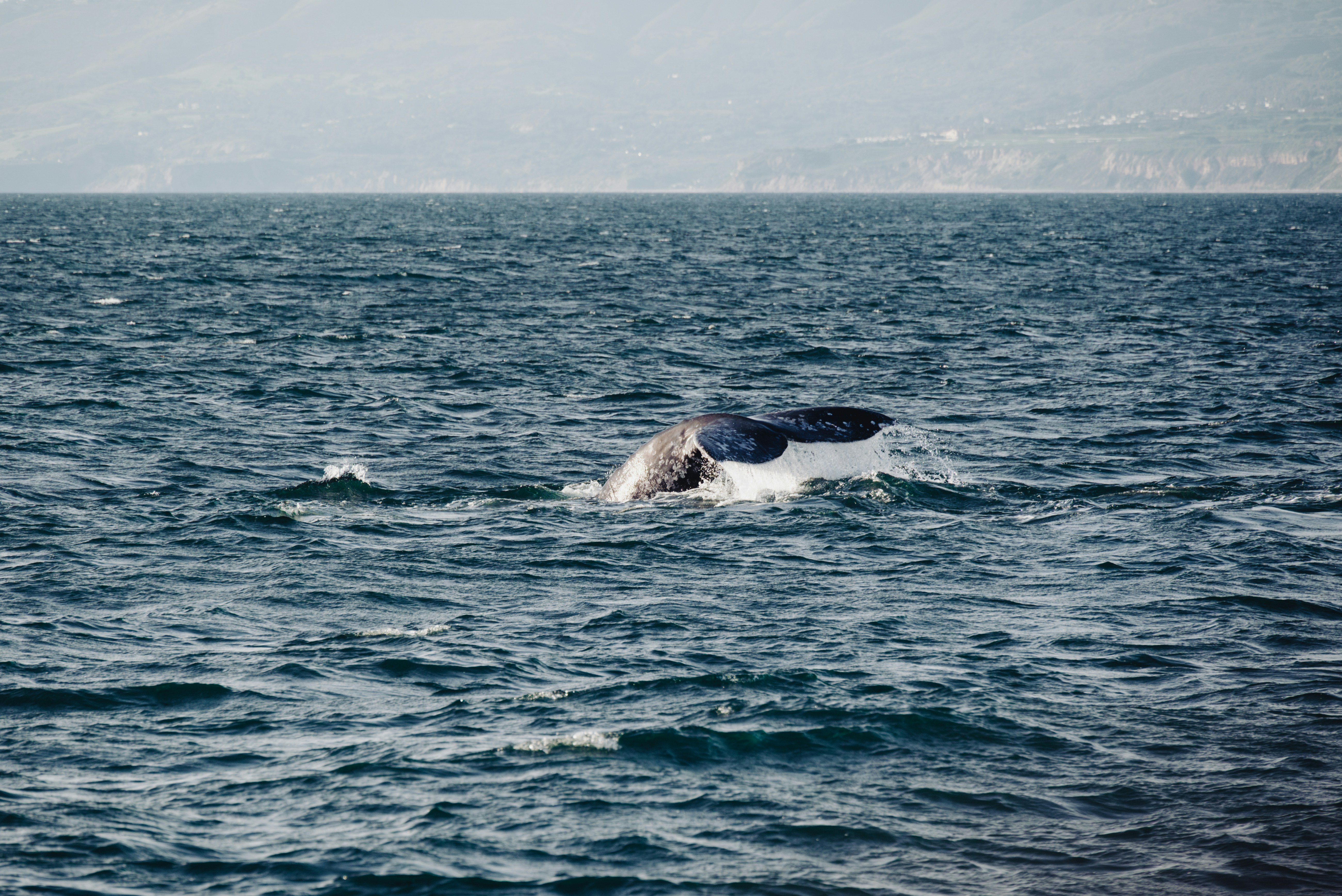 Fluke Emergence: A Whale's Tail Breaks the Blue Surface