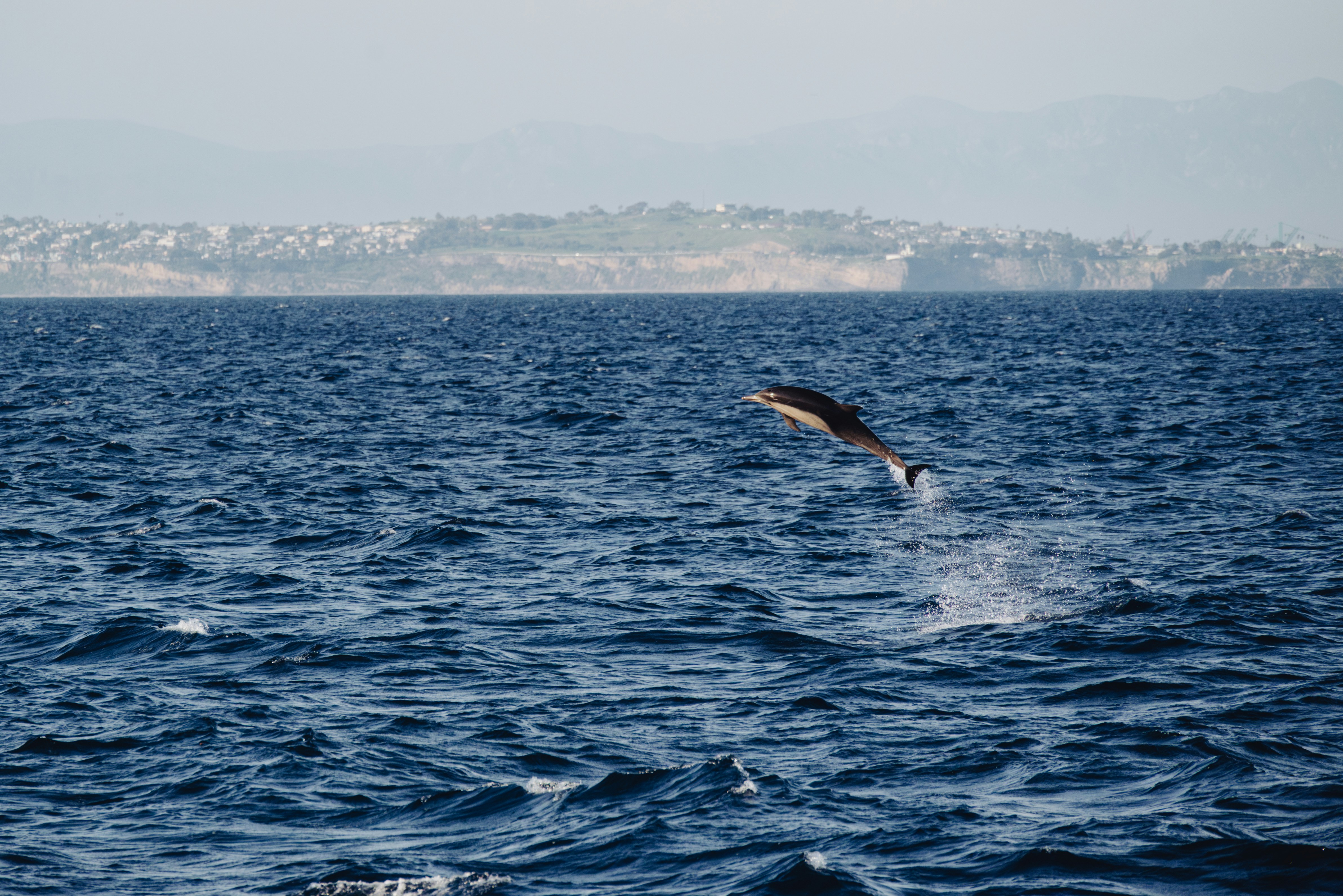 Wingbeat over Indigo Wake: A Seabird Skims the Sea