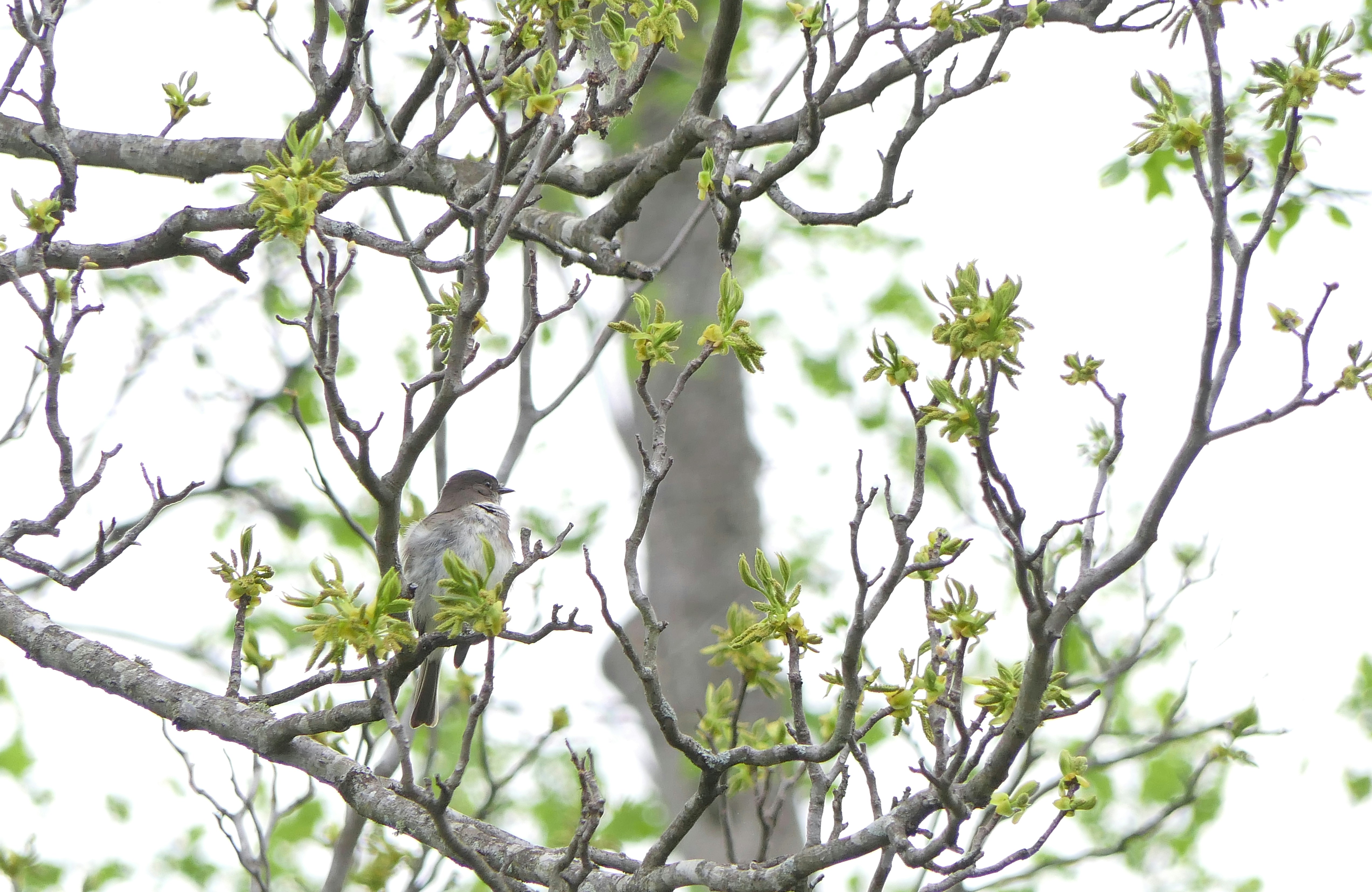 A small bird perches on a gnarly branch amid budding leaves against a pale sky.
