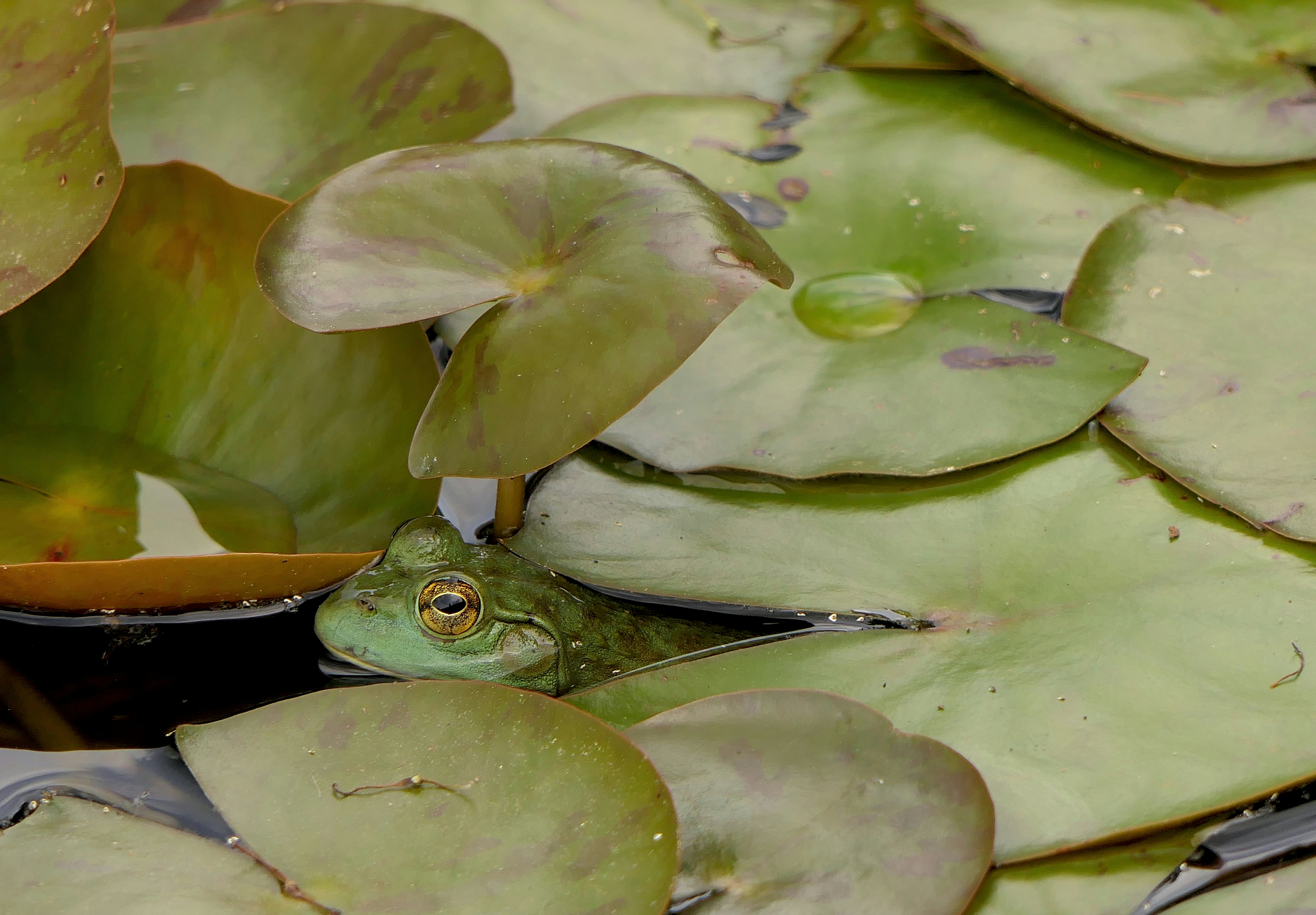 frog peeking out under lily pads