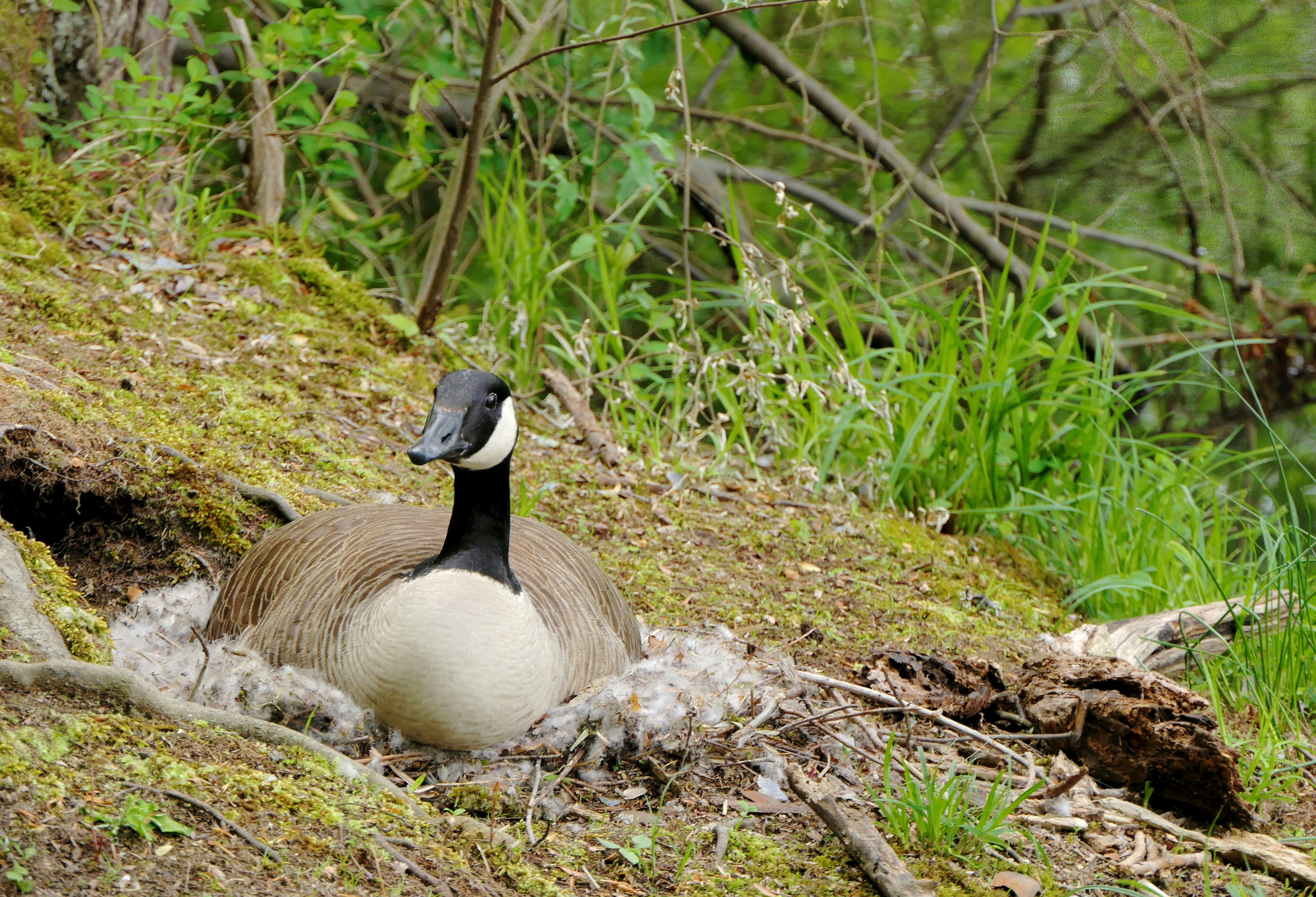 Mossy Rest: A Canada Goose in a Quiet Woodland Clearing