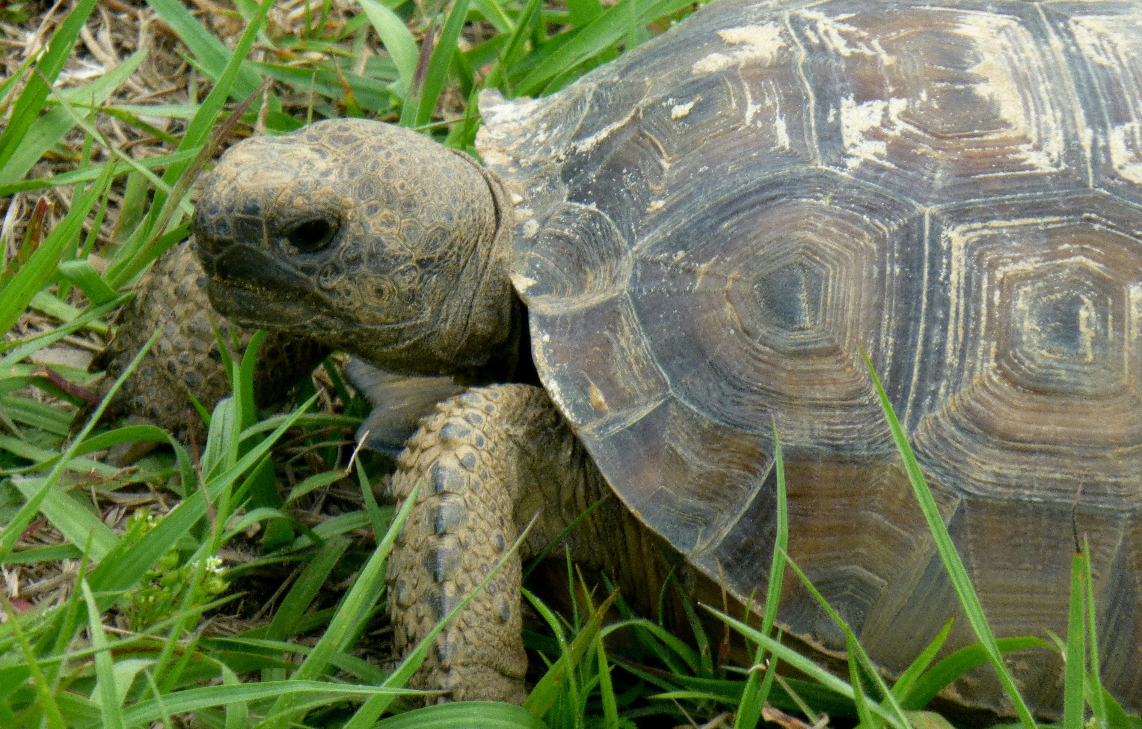 Close-up photograph of a box turtle peering through blades of grass, shell textures visible.