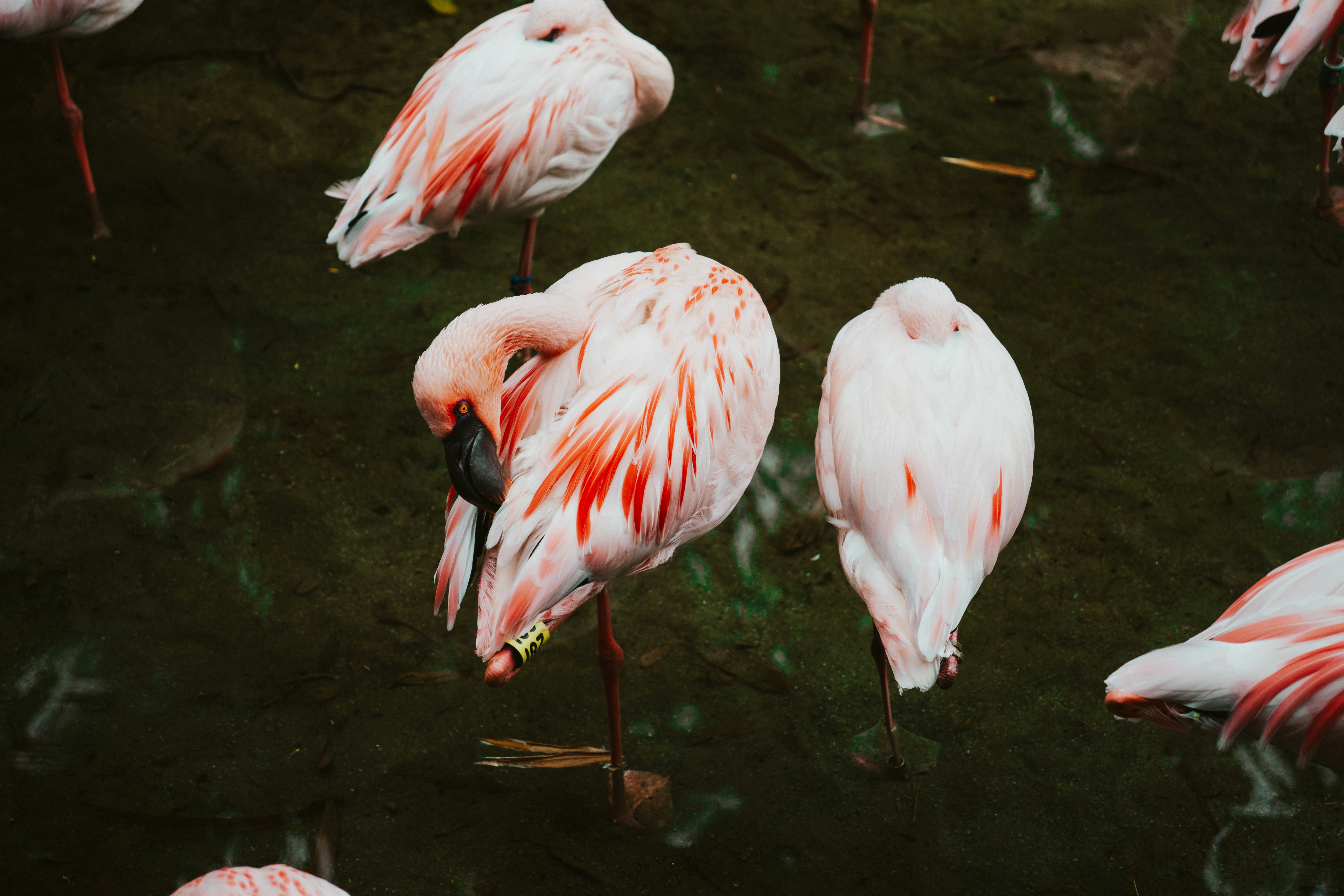 Muted Pink Reverie: Flamingos Standing in a Shadowed Pond