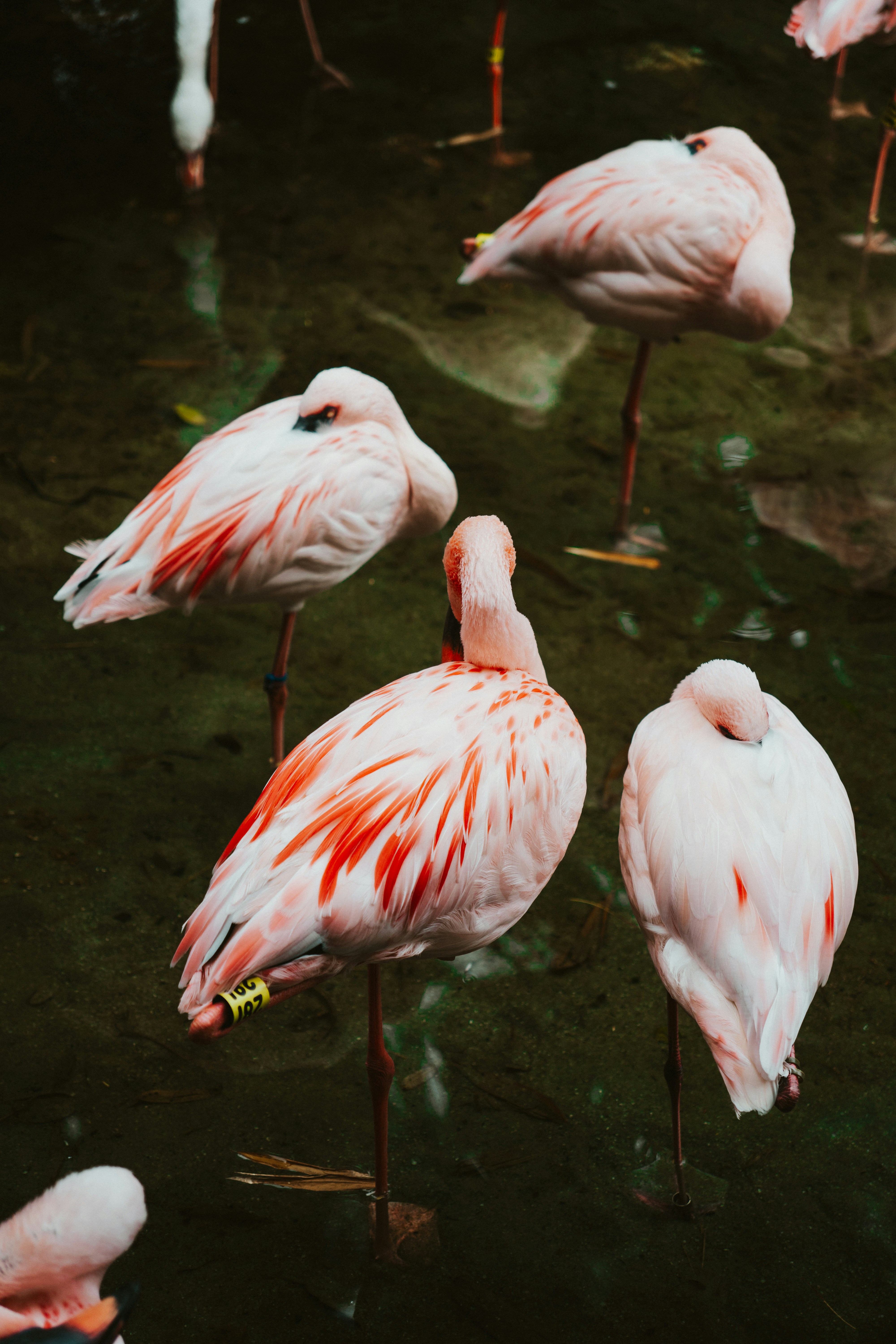 Muted Pink: Flamingos Quietly Stand in a Shadowed Wetland