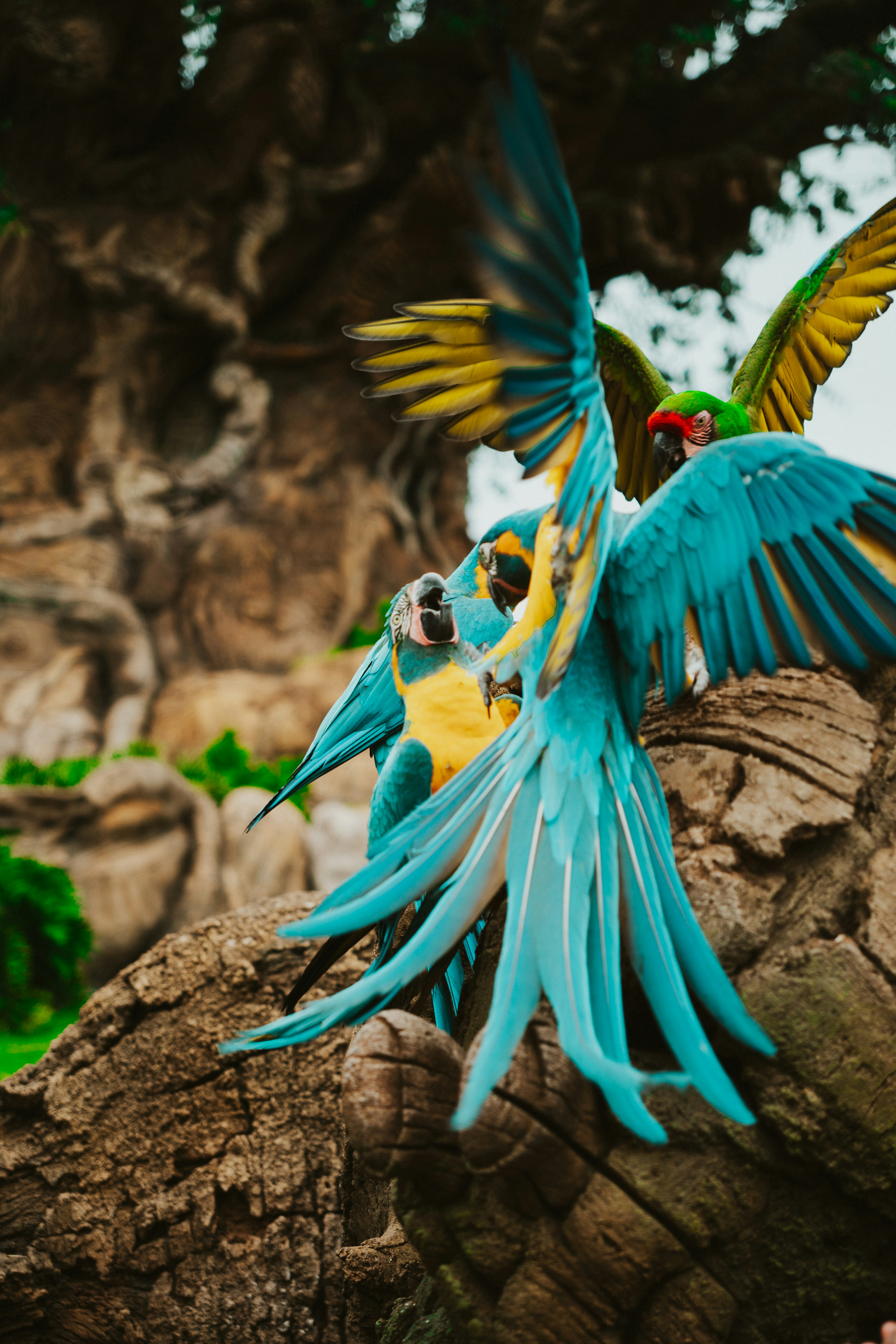 Azure Wings in a Tangle: Parrots' Burst of Color on a Weathered Trunk