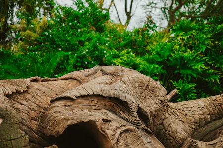 Weathered Elephant Trunk: A Close-Up in Emerald Shade