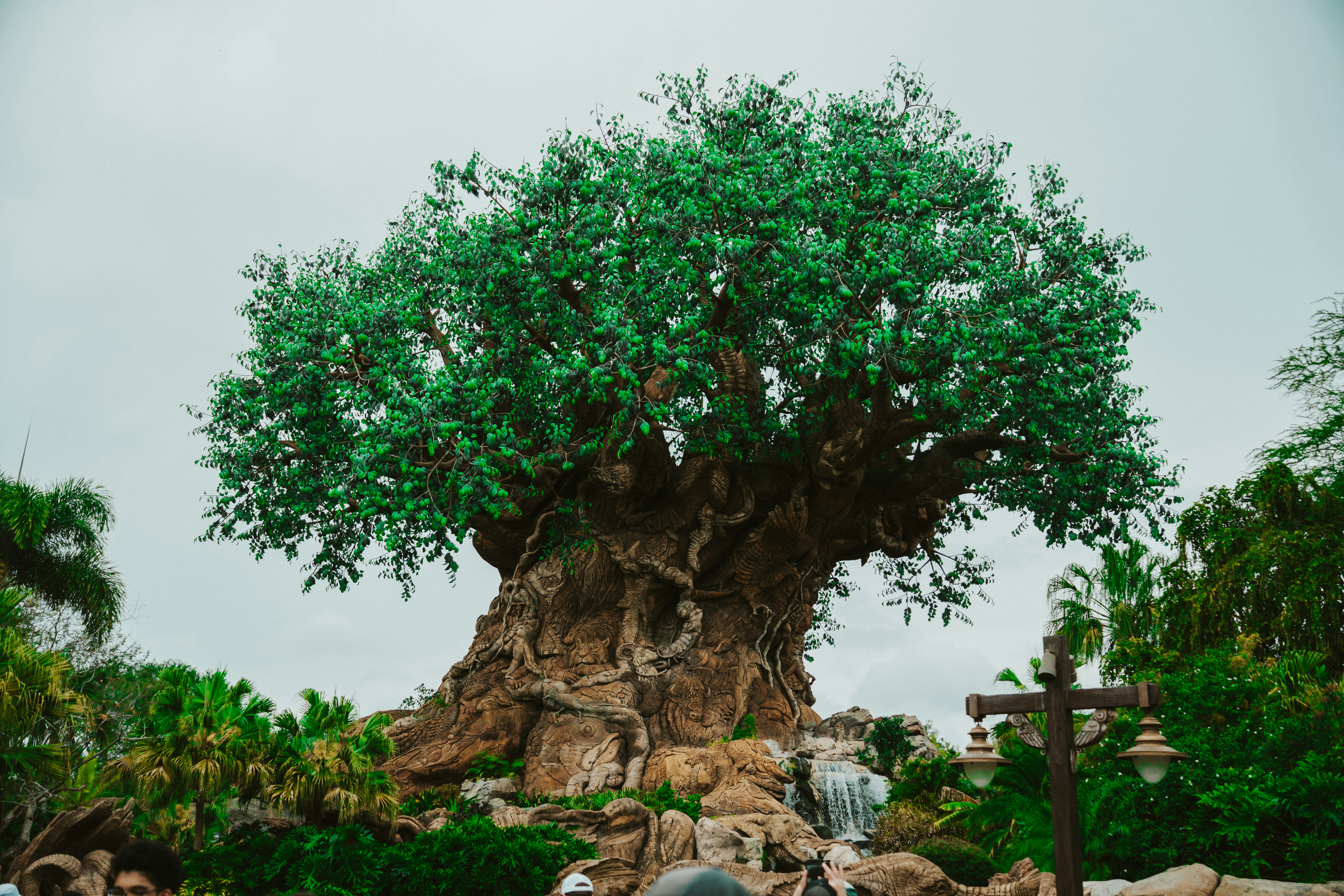 Verdant Colossus on Granite: A Lone Tree Crowned by Stone