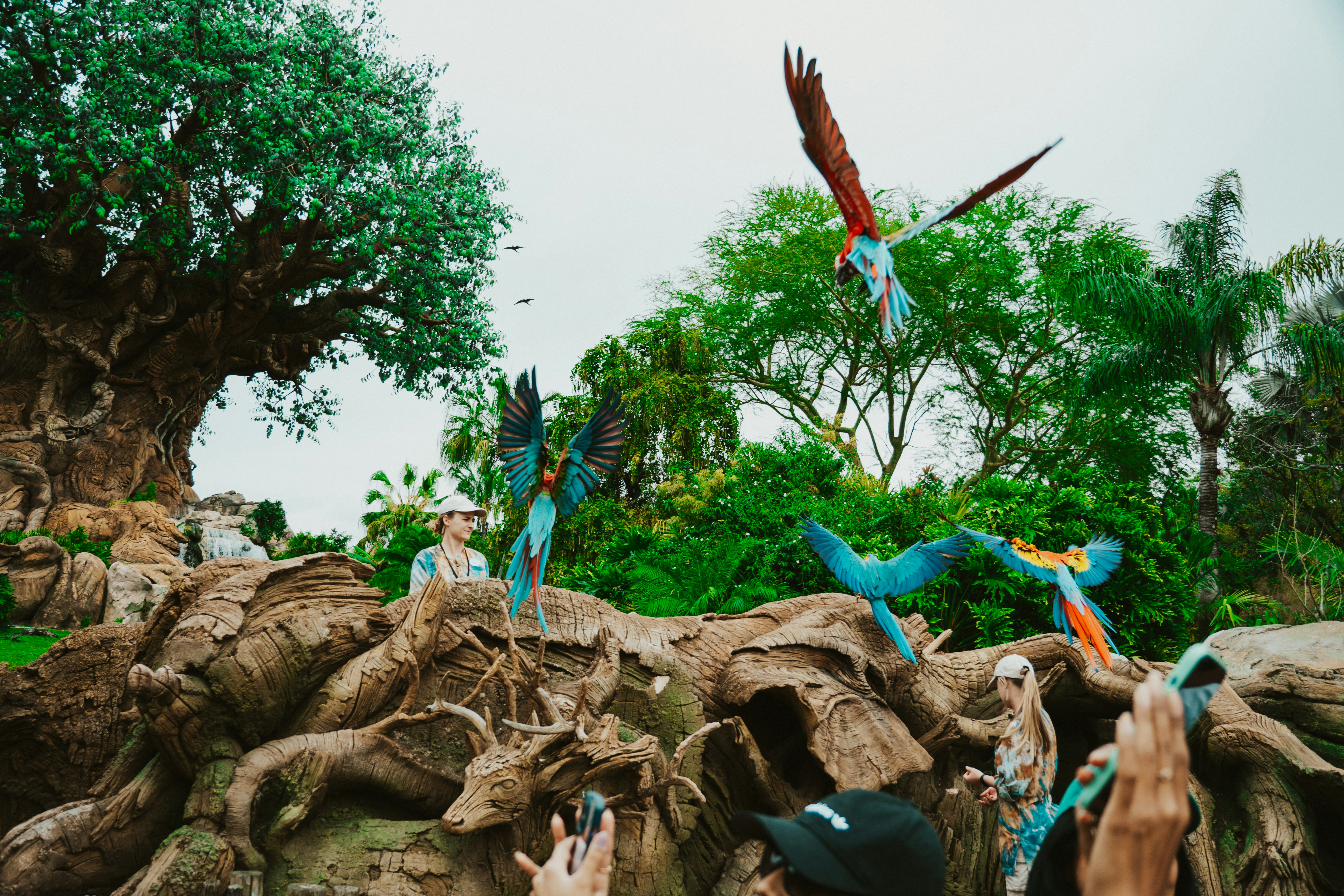 Gambar Kerajaan Hewan Disney | Unduh Gambar Gratis di Unsplash