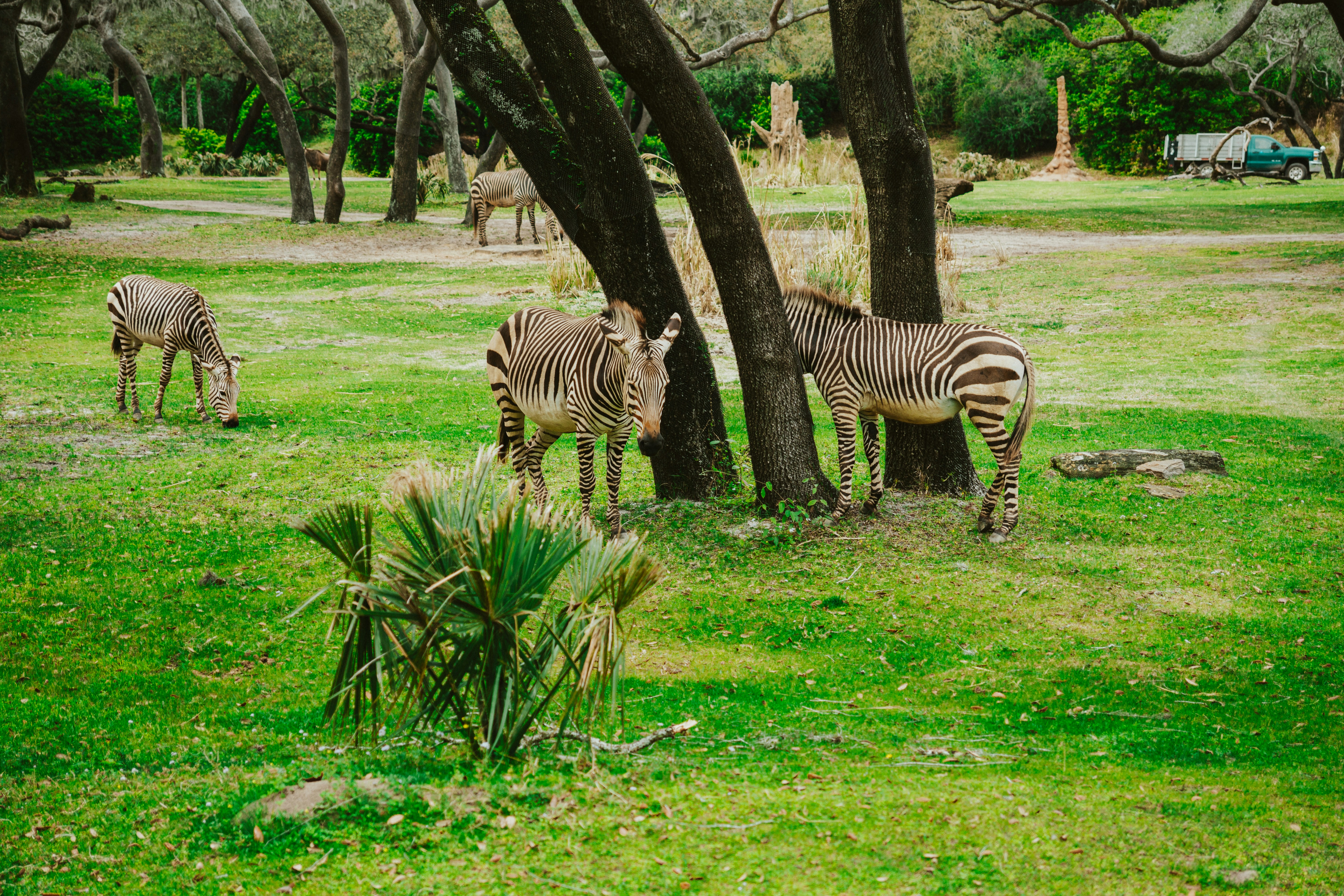 Zebras Among Oaks: Stripes in a Quiet Park