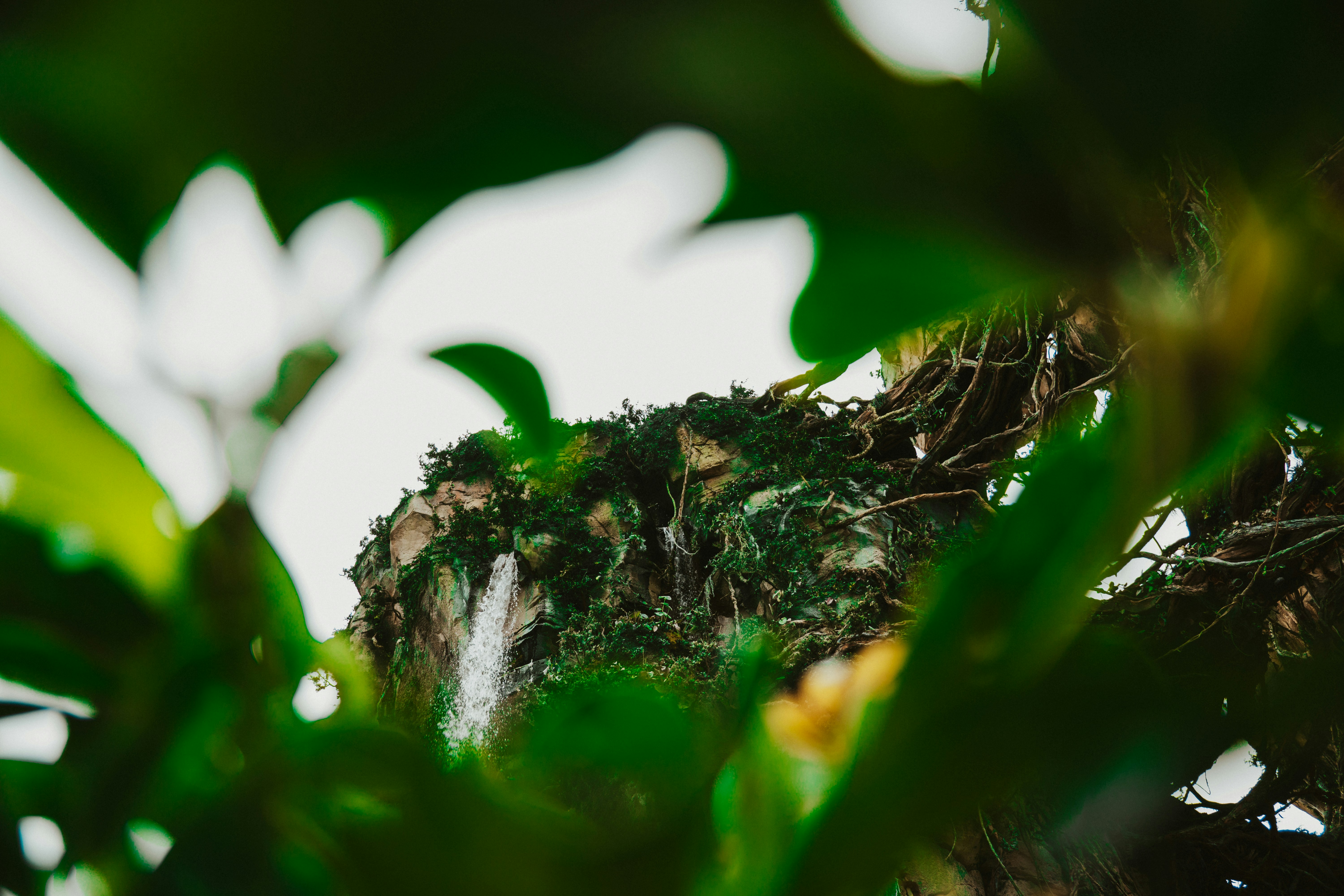 Emerald Veil on a Moss-Covered Rock Framed by Tropical Leaves