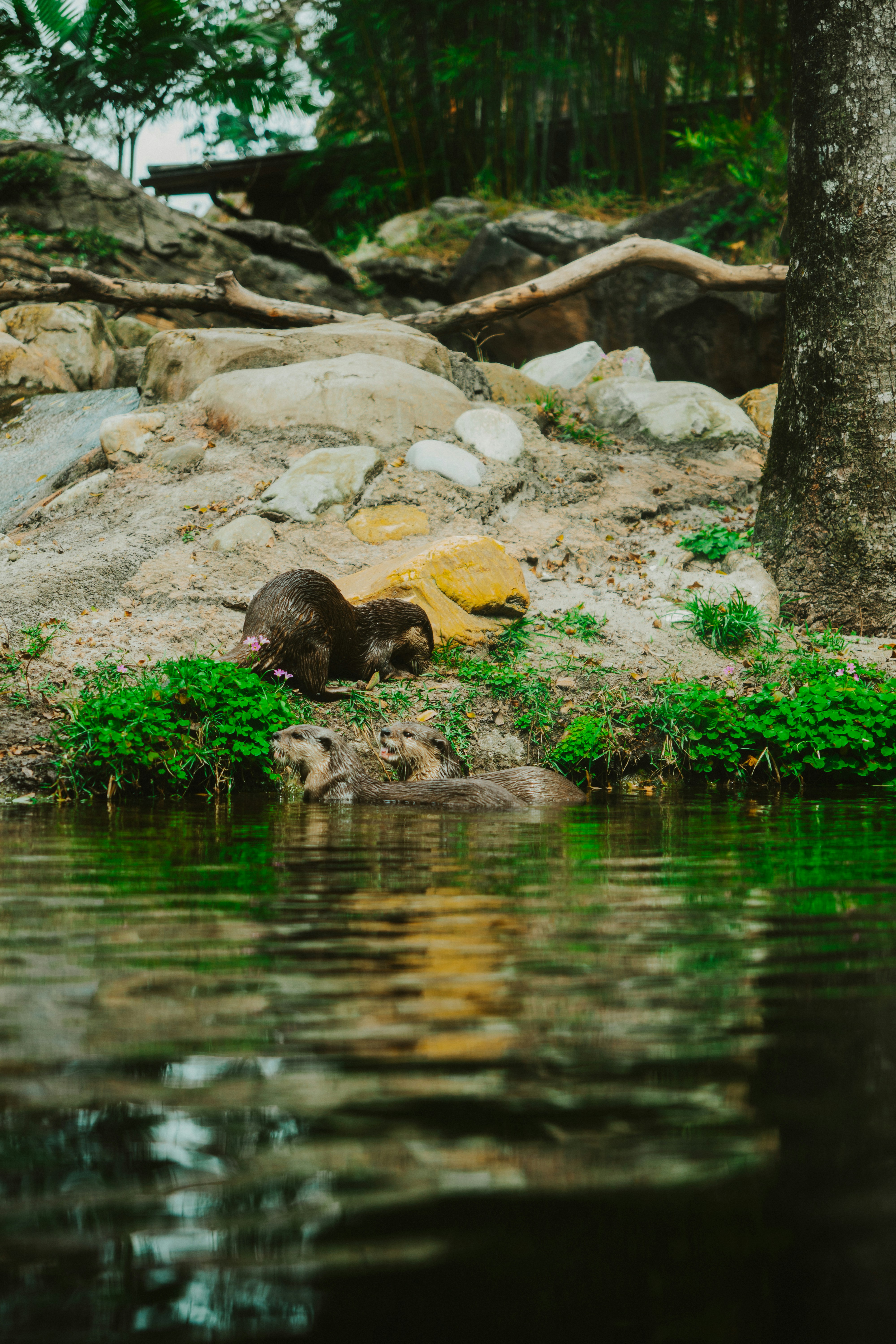 Otters by the Riverbank: Quiet Pause on Sunlit Rocks