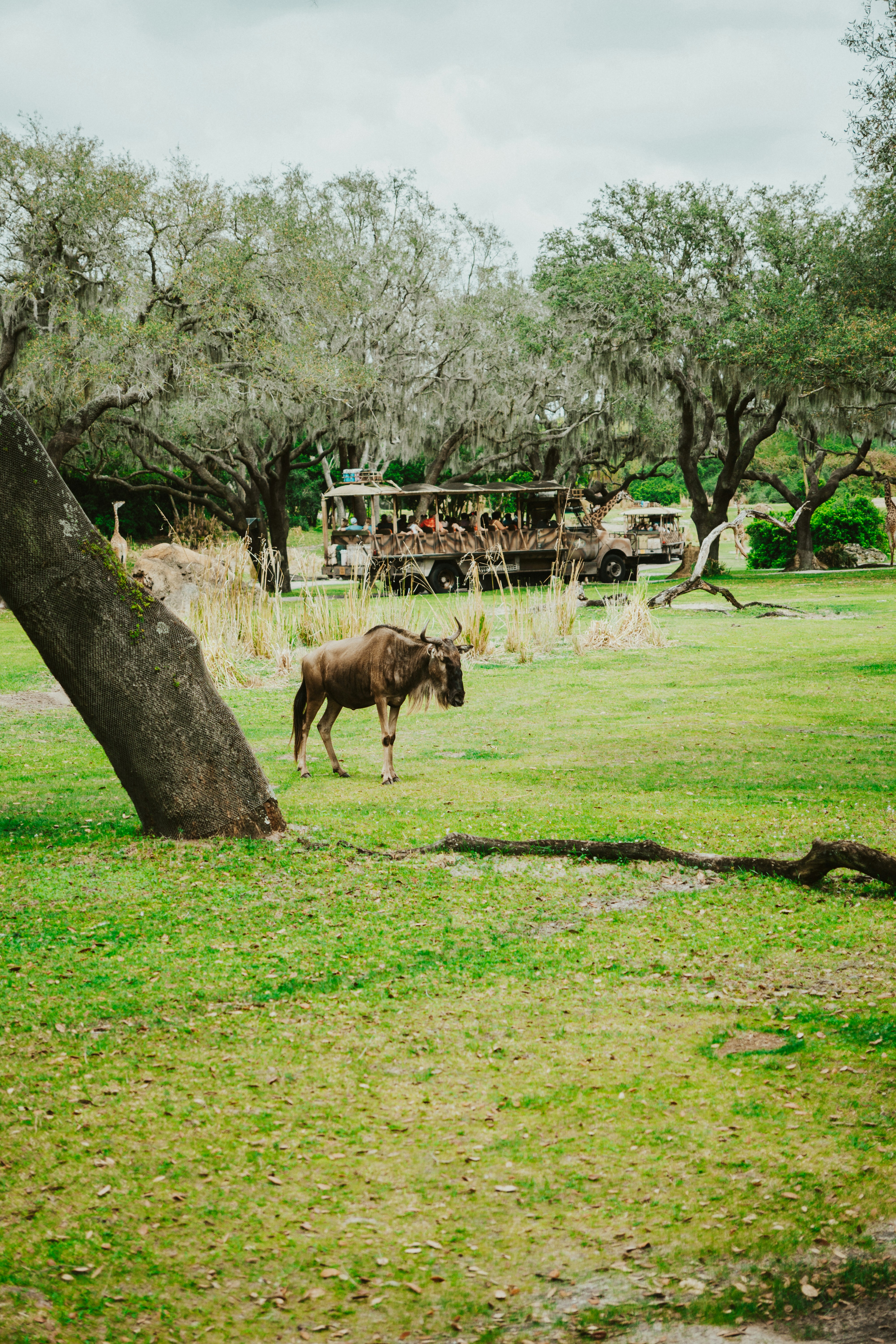 In the Green Clearing, a Patient Horse Watches a Safari Tram