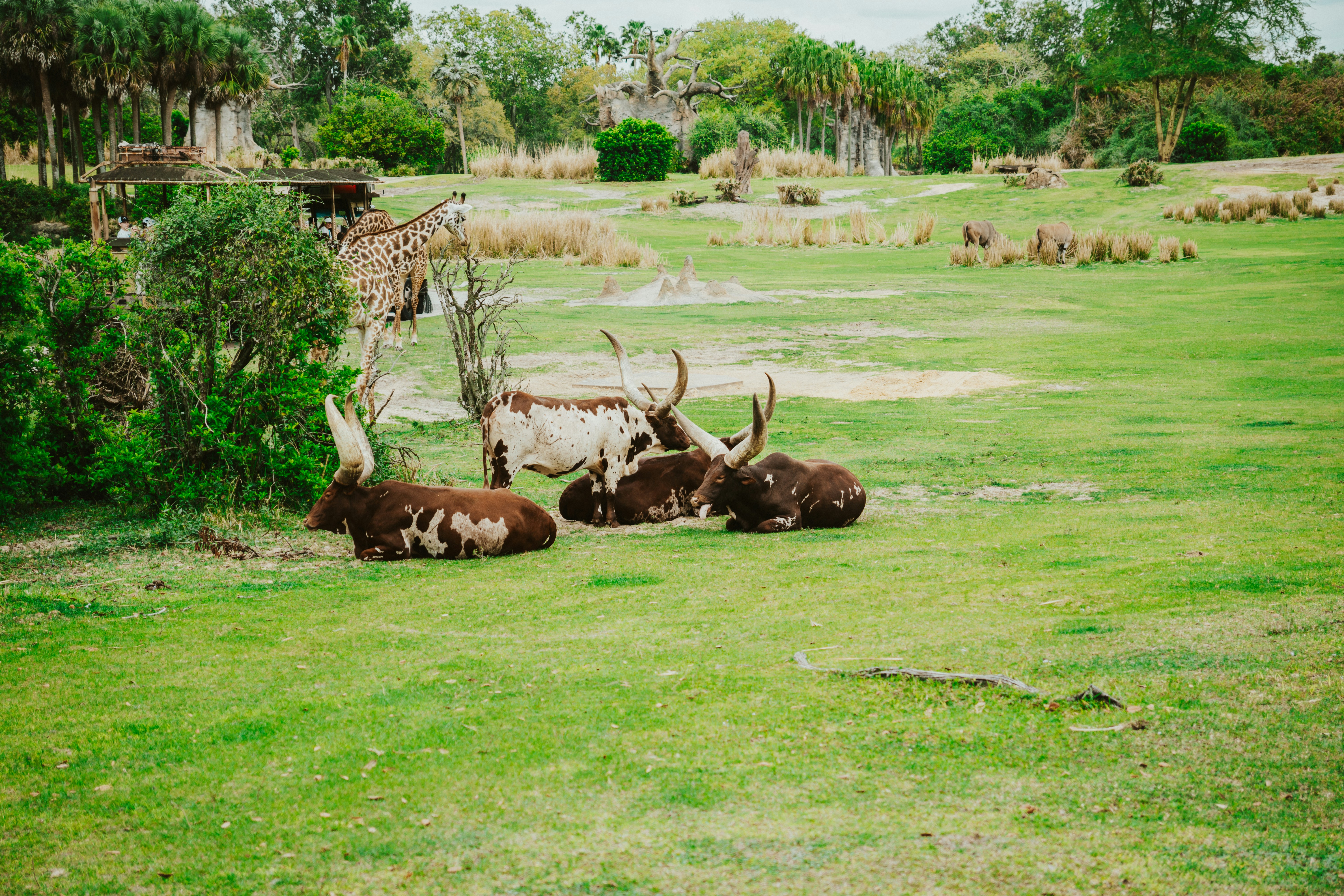 Lulled by Grass: A Small Herd Resting in a Sunlit Clearing