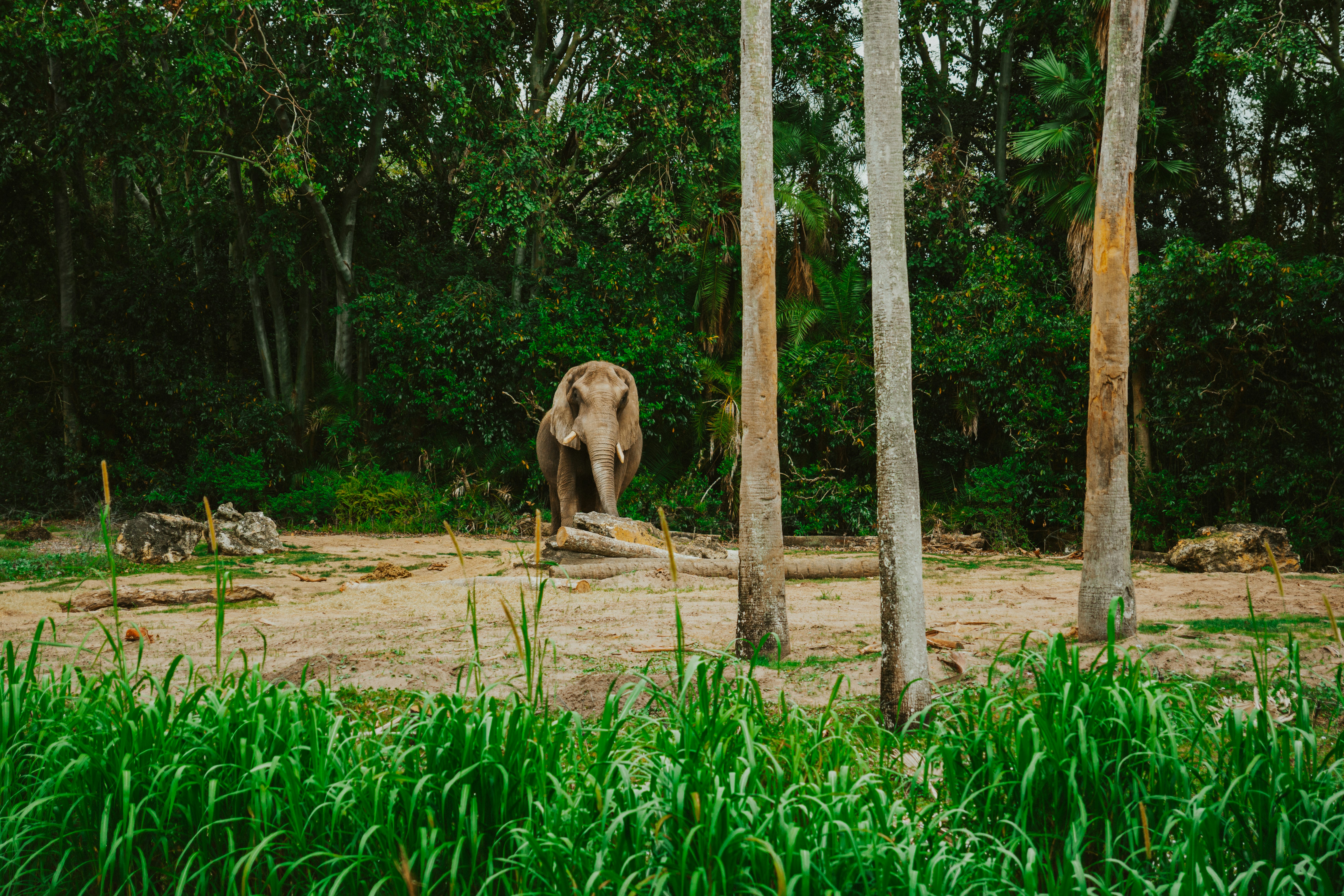 Solitary Elephant at the Forest Clearing's Edge