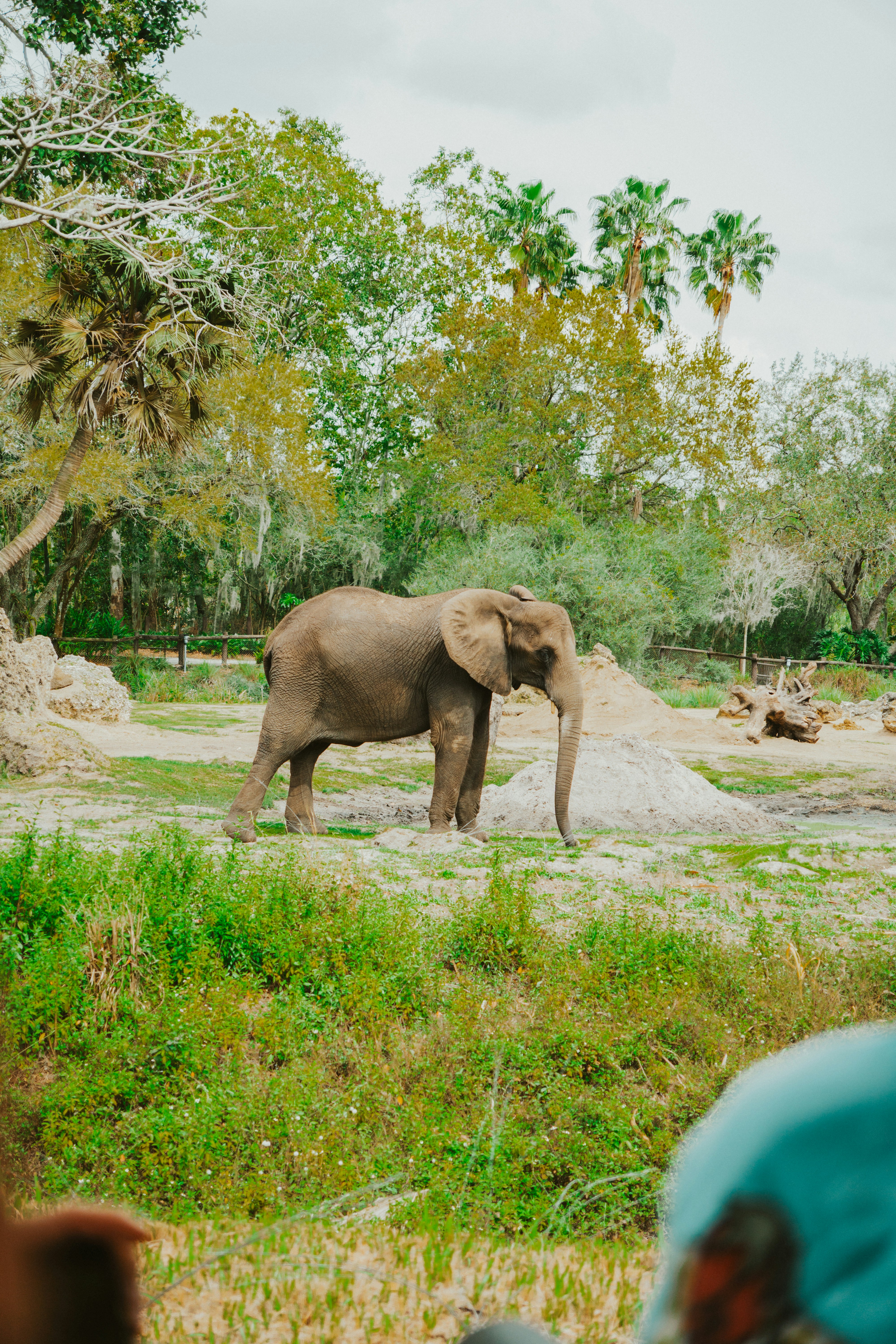 Solitary Elephant in a Sunlit Zoo Clearing