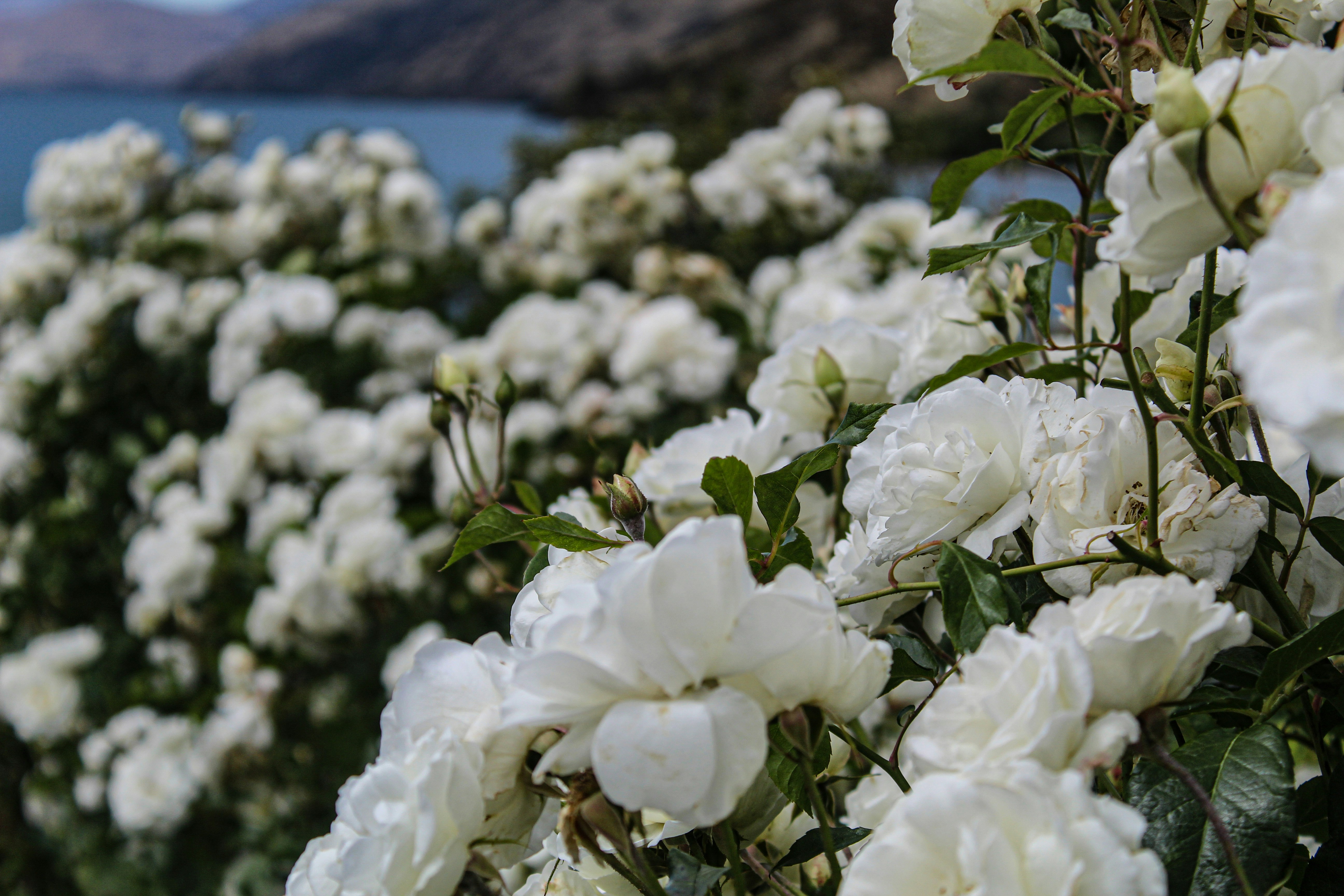 White Rose Cascade by the Sea