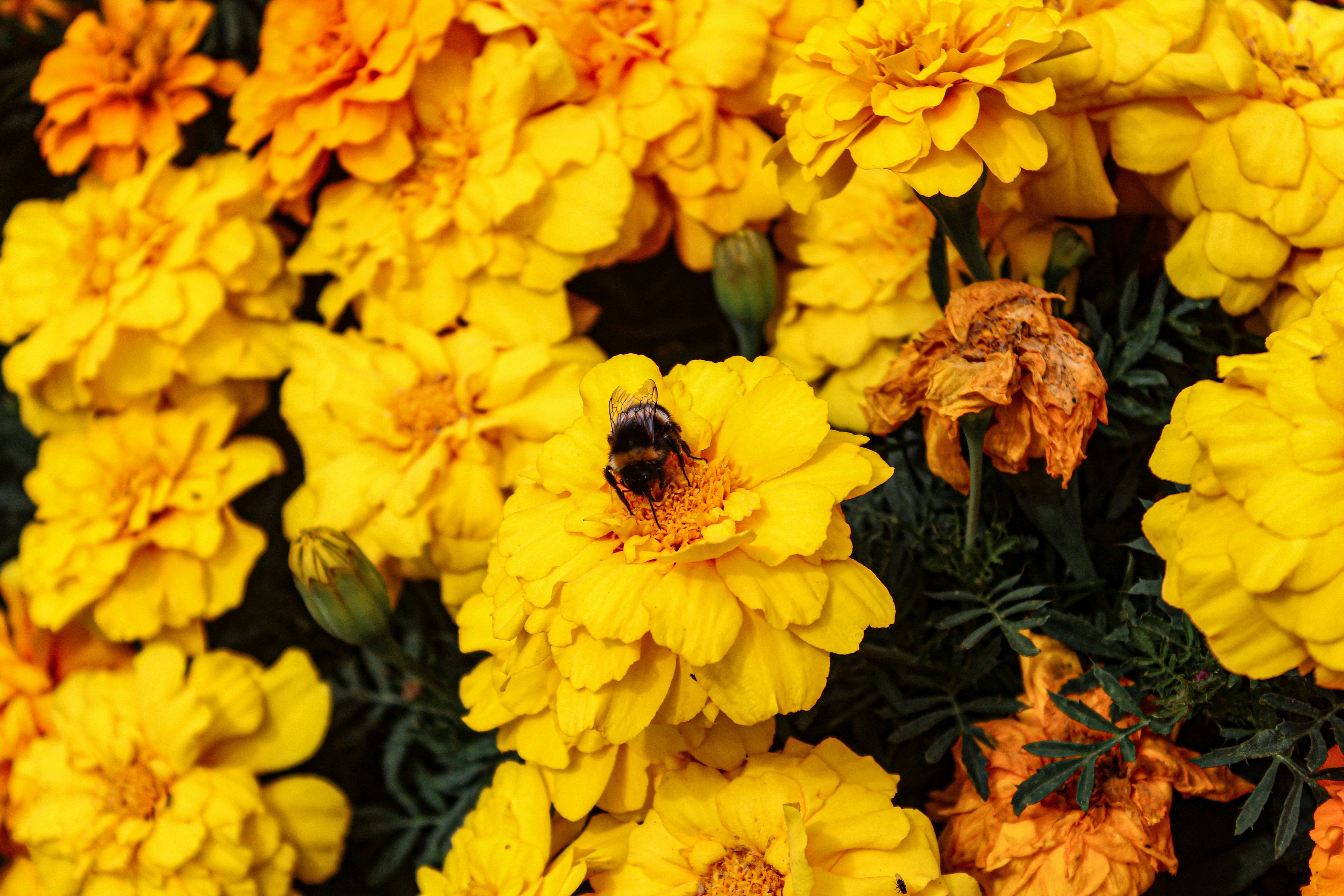 Bee at the Heart of a Marigold Sea