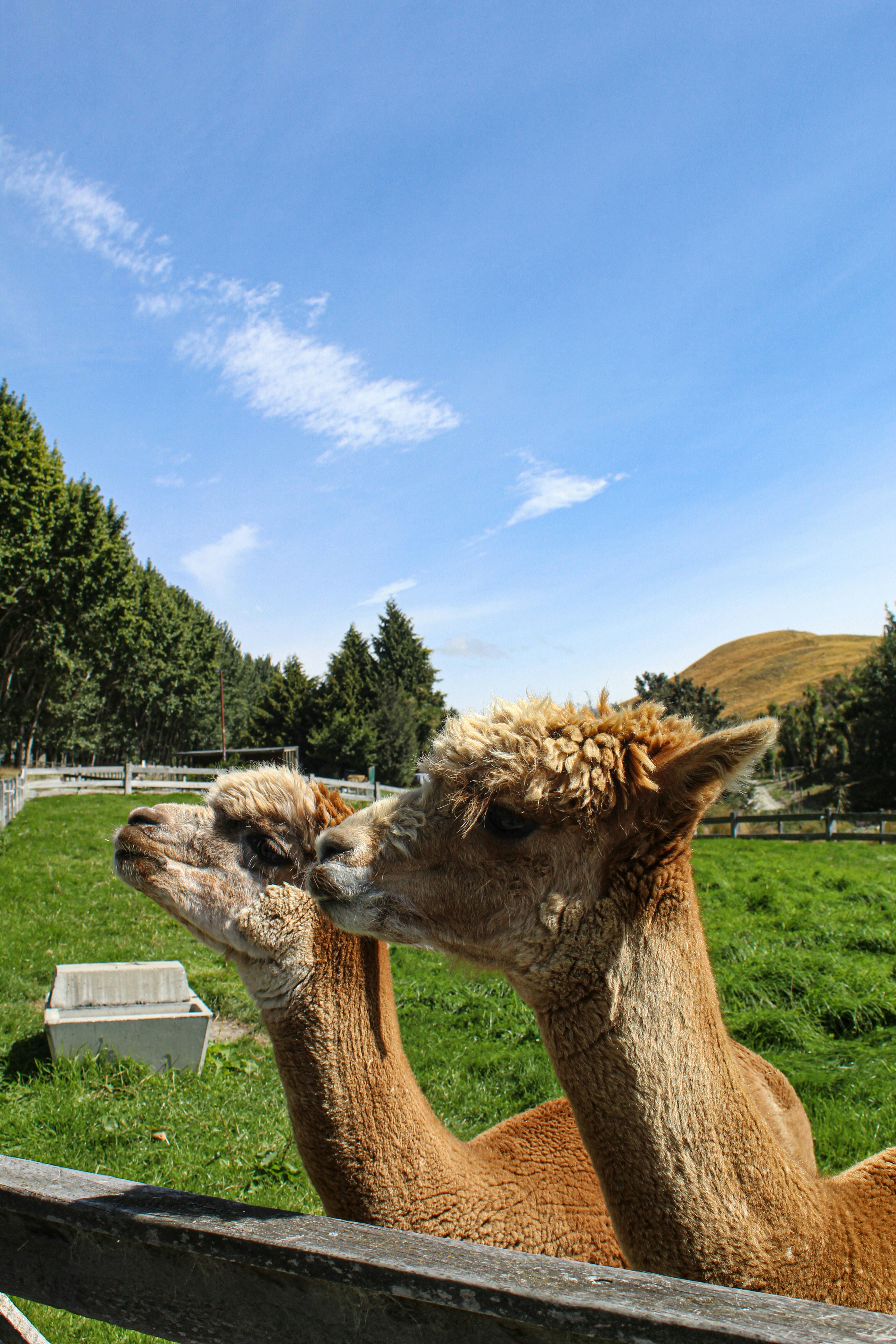 A couple of animals that are standing in the grass photo – Free Walter ...