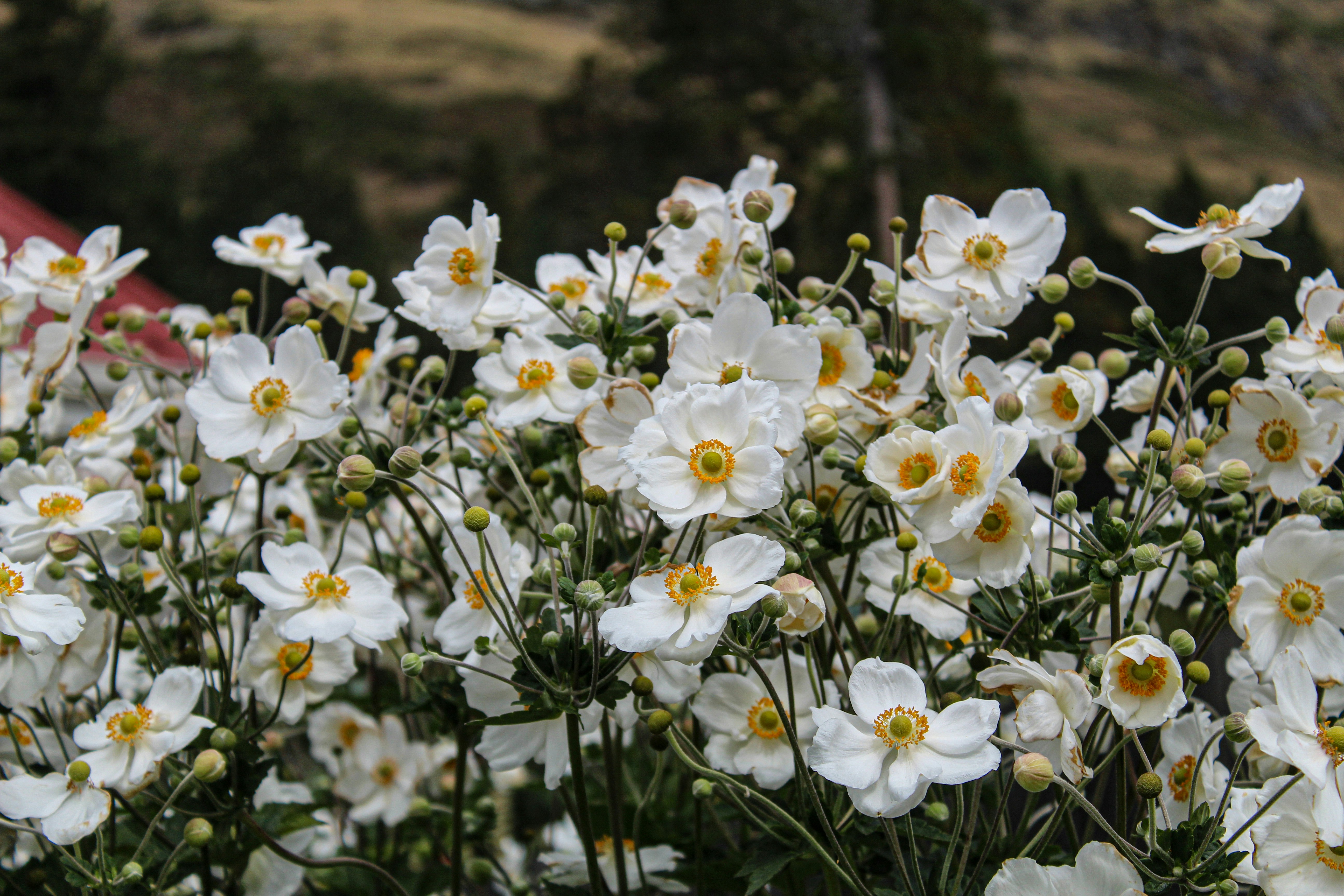 White Blossom Chorus Beneath a Quiet Hillside