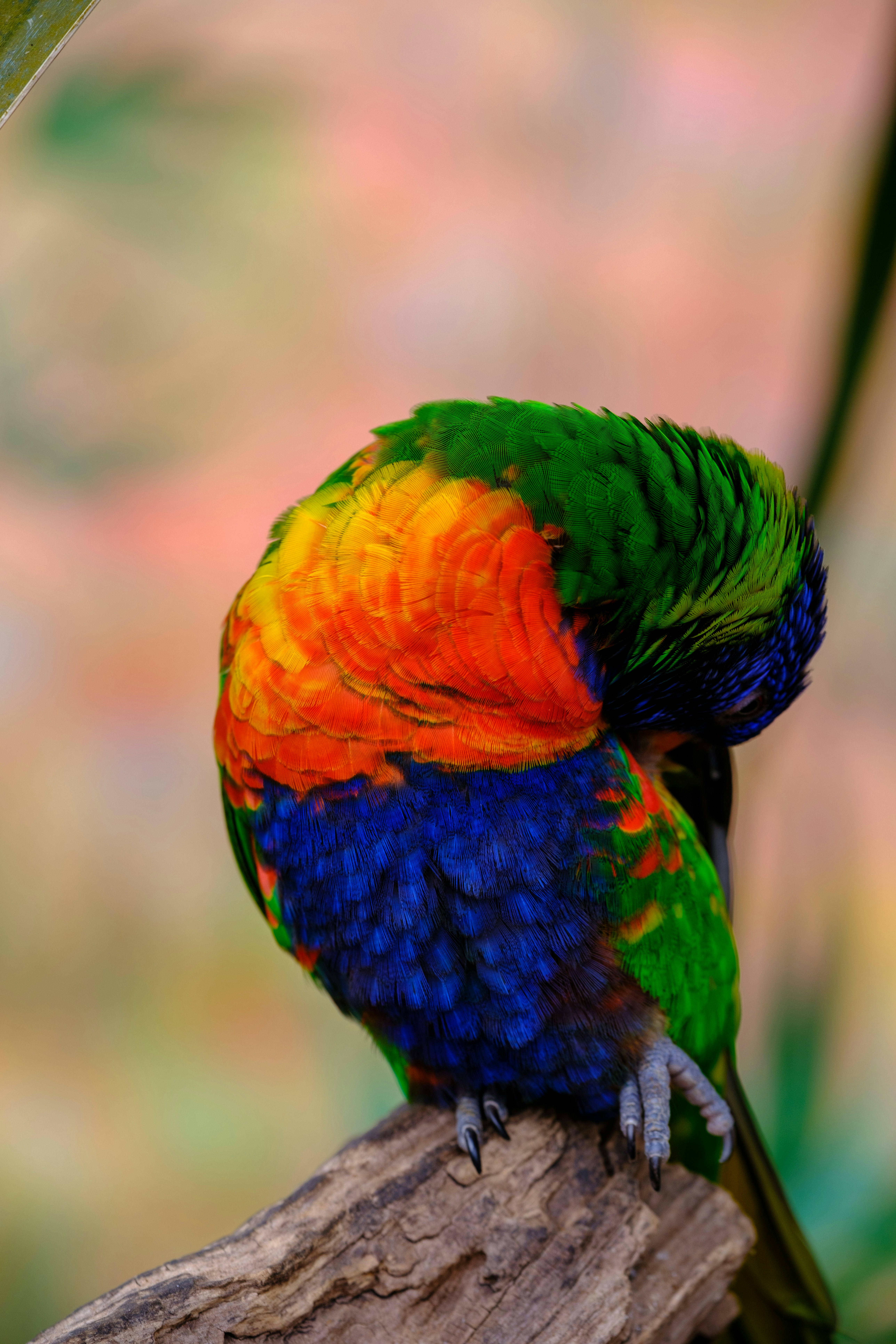 Vivid Rainbow Lorikeet Perched on a Weathered Branch