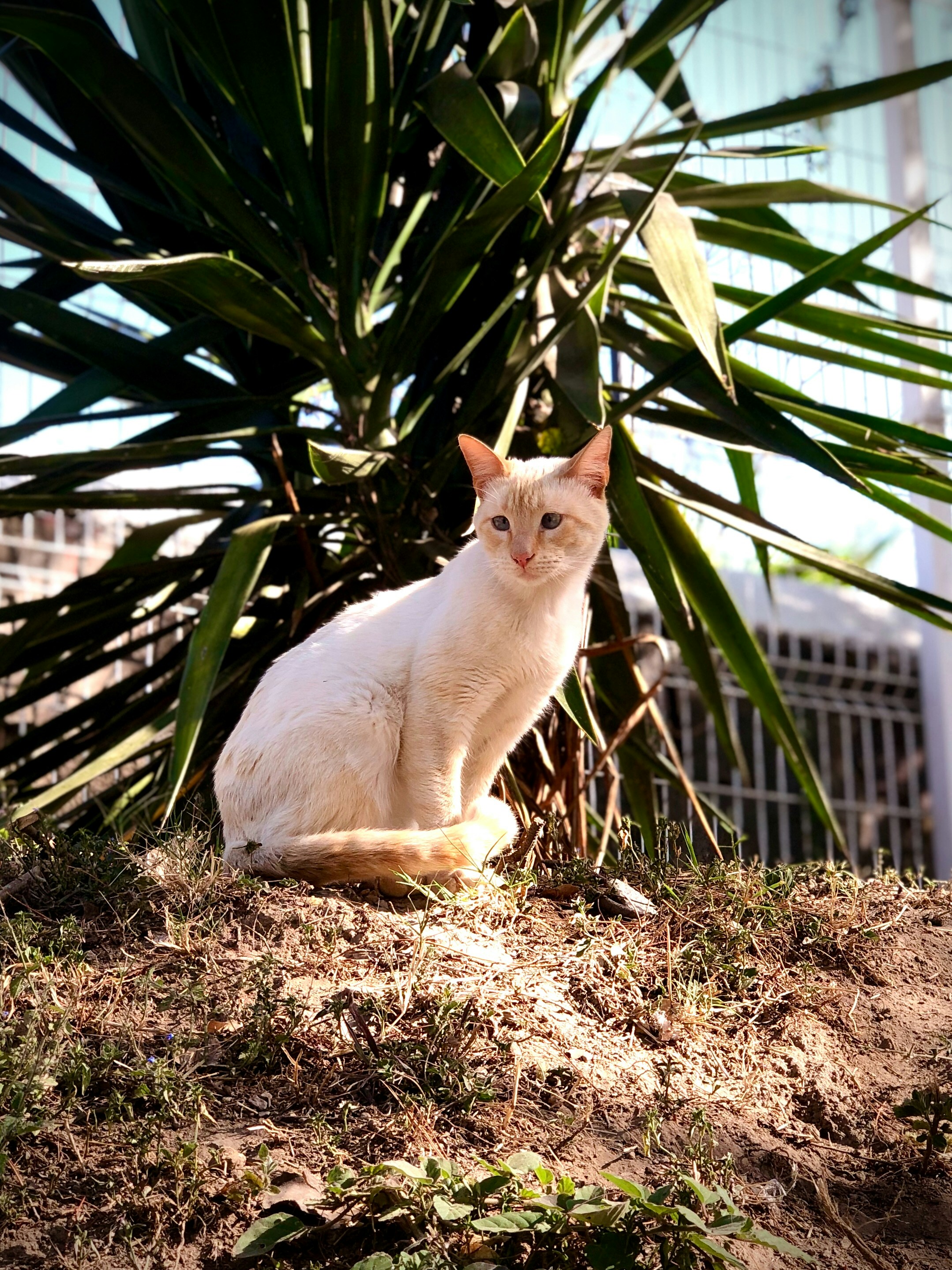 Sunlit Sentinel: Cream Cat Nestled by a Spiky Yucca