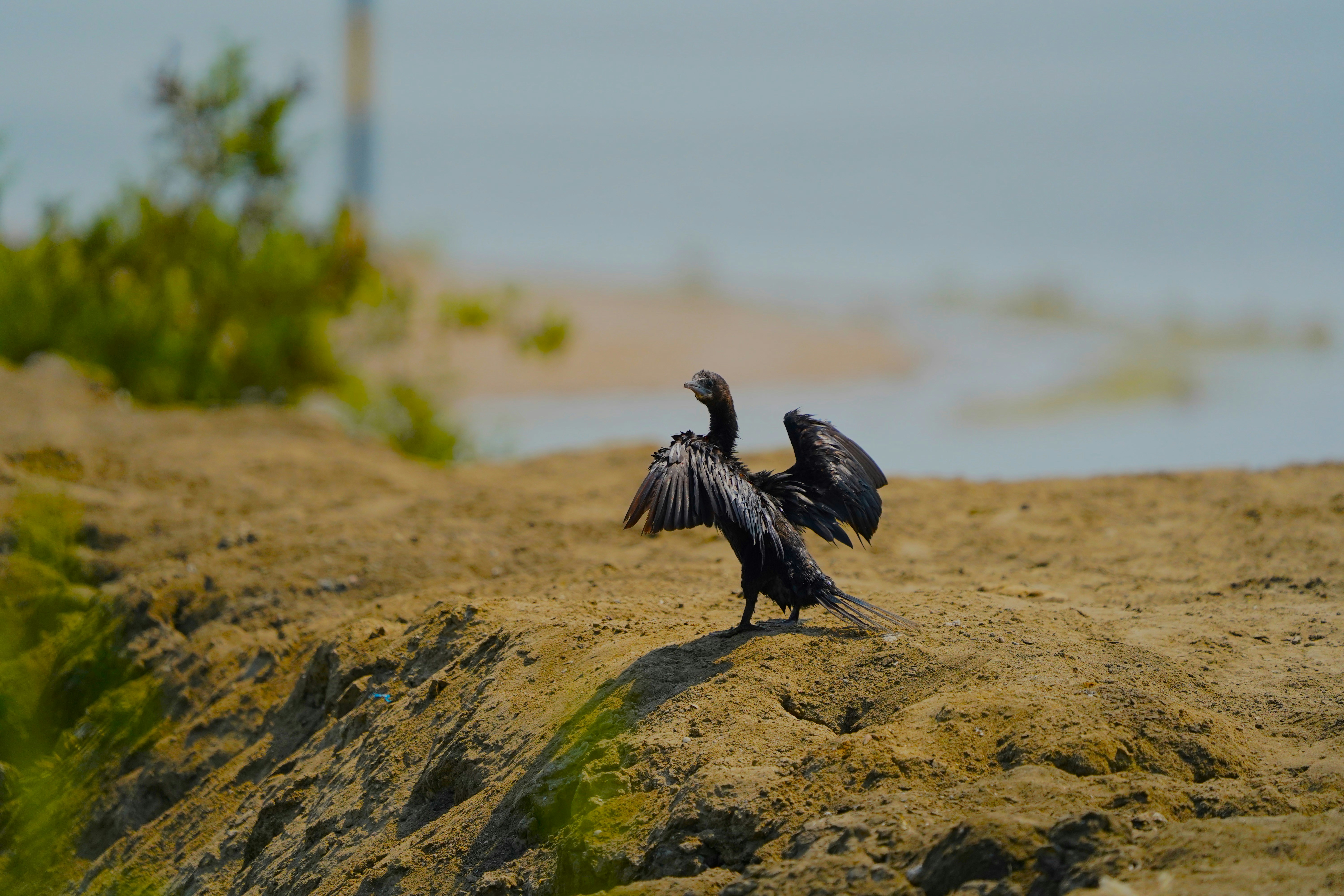 Winged Sentinel on a Sunlit Coastal Ledge