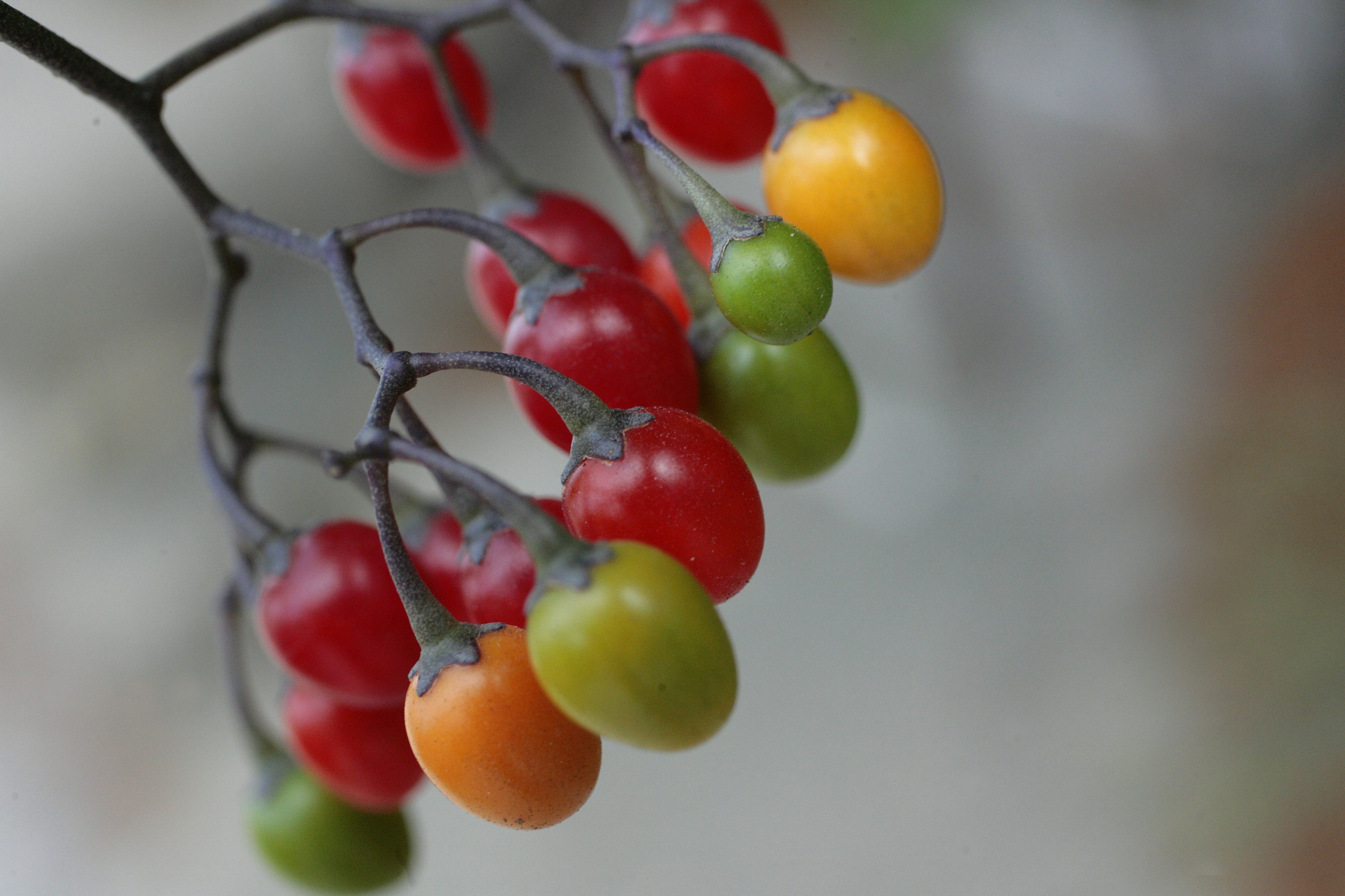 a bunch of small red, yellow and green berries