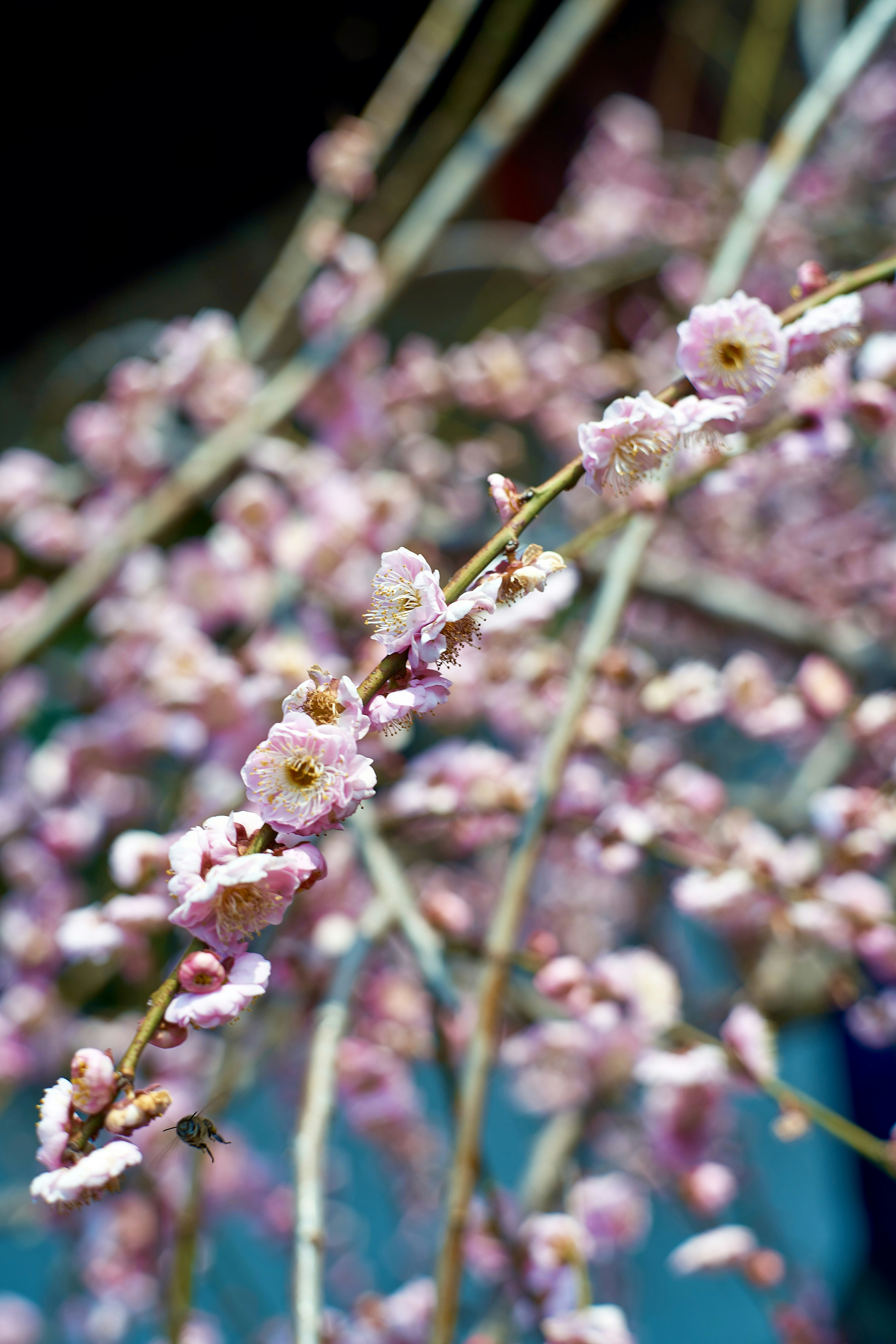 Foto Seikat bunga yang ada di dalam vas – Gambar Bunga Gratis di Unsplash