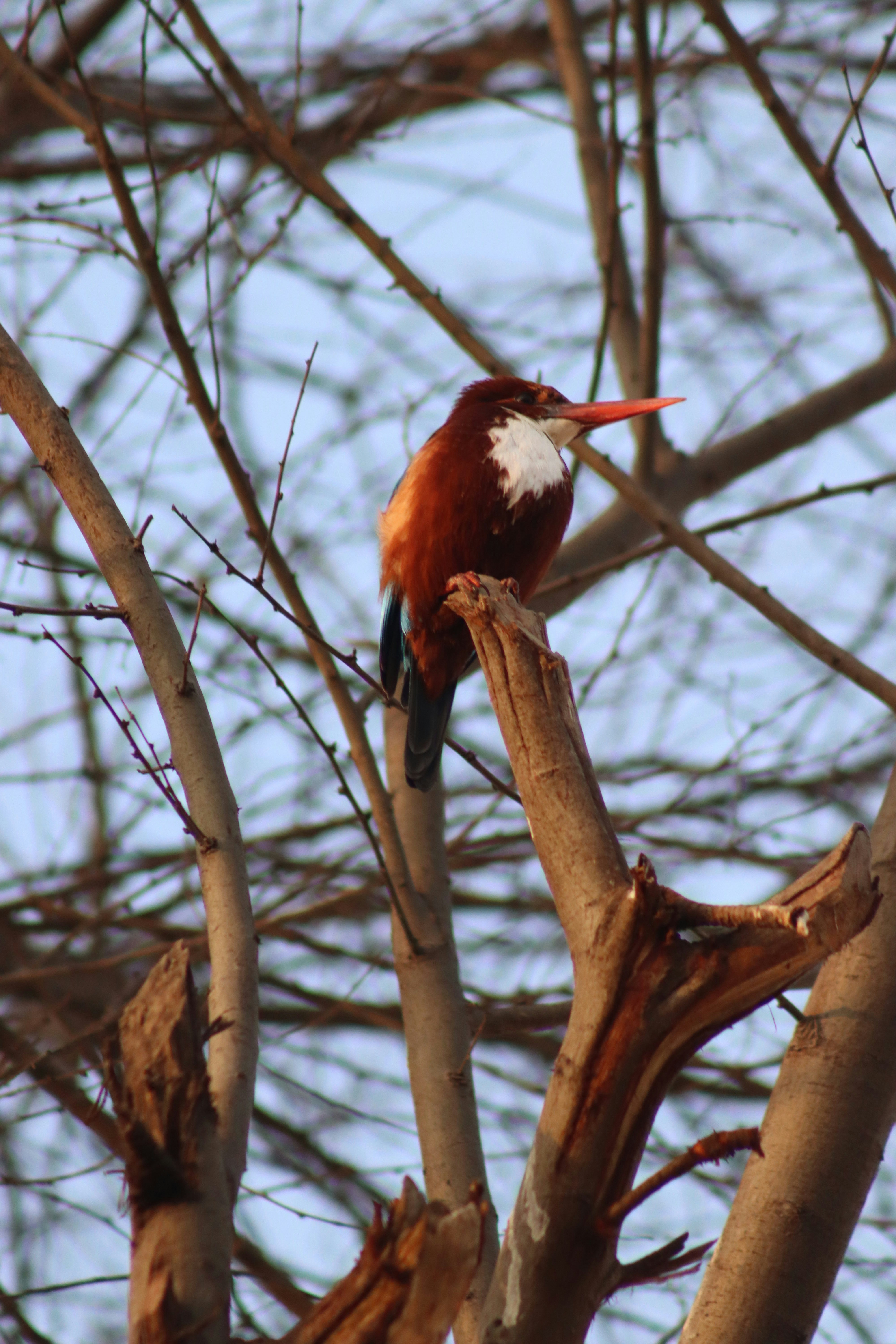 Royal Perch: A Kingfisher Amid Winter Branches