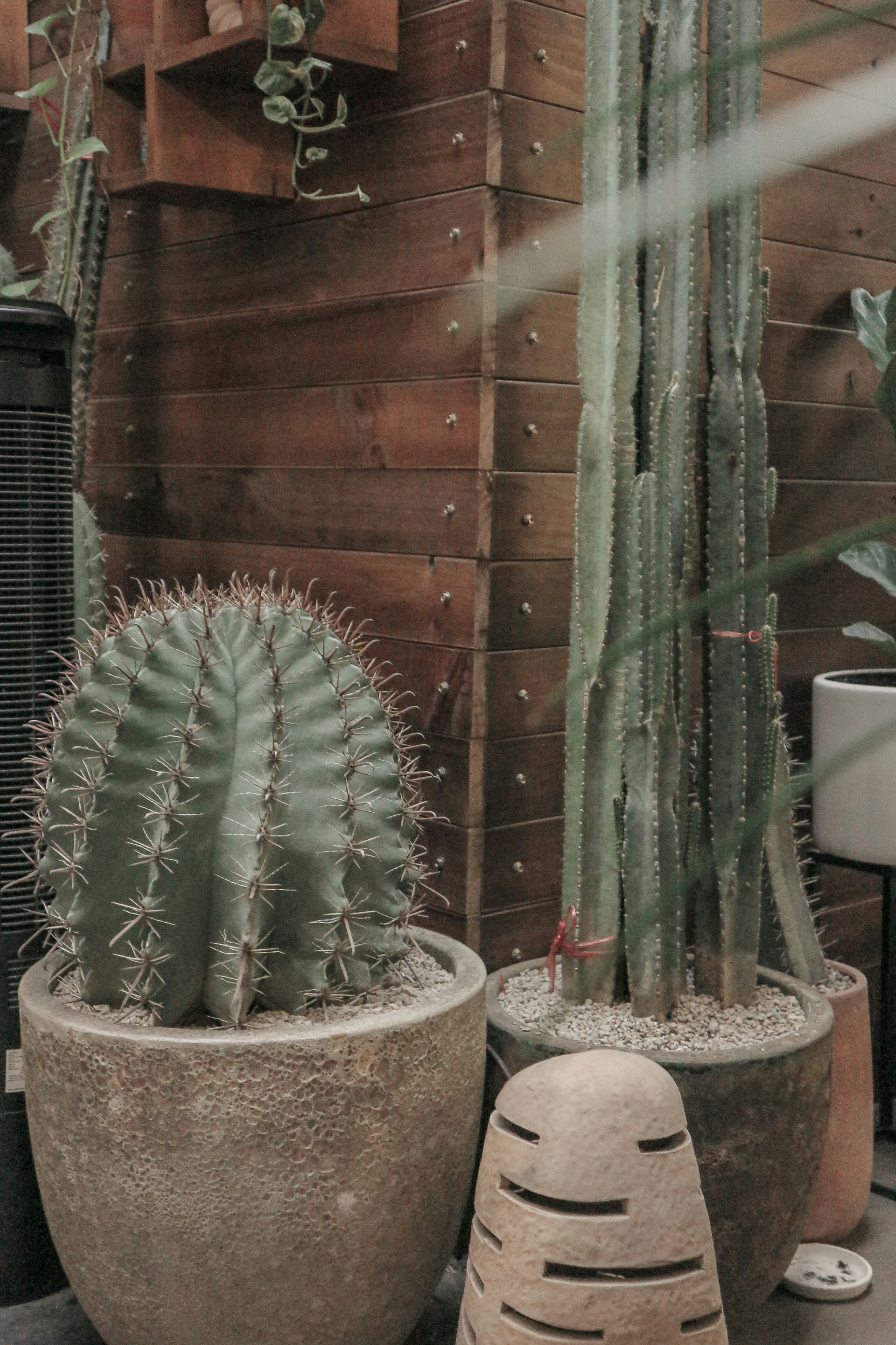 Orb of Thorns Nestled Between Wooden Slats and Tall Green Sentinels