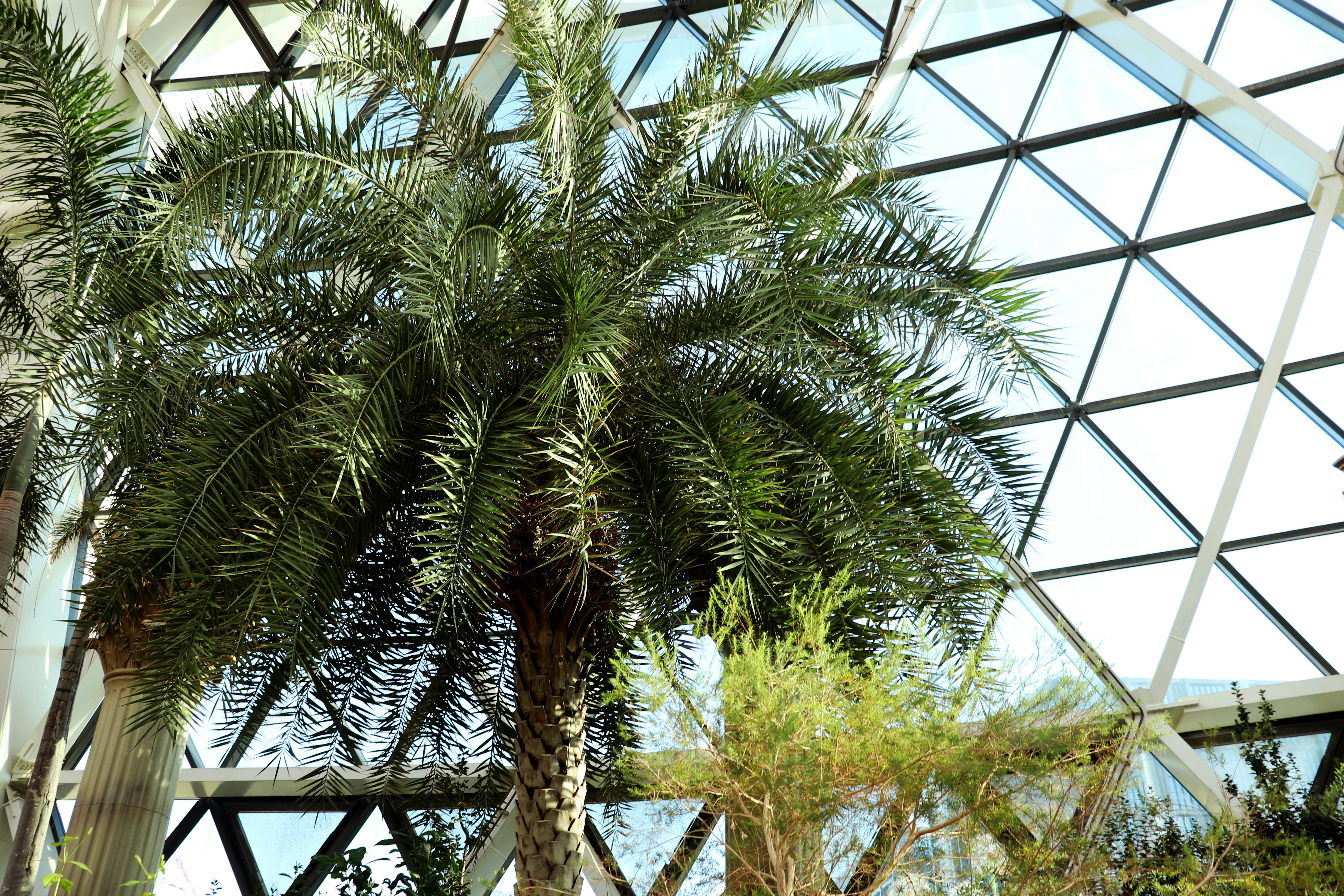 A palm tree inside of a glass building photo – Free Nature Image on ...