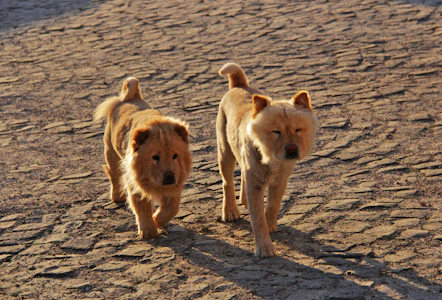 Golden Companions on a Sunlit Path