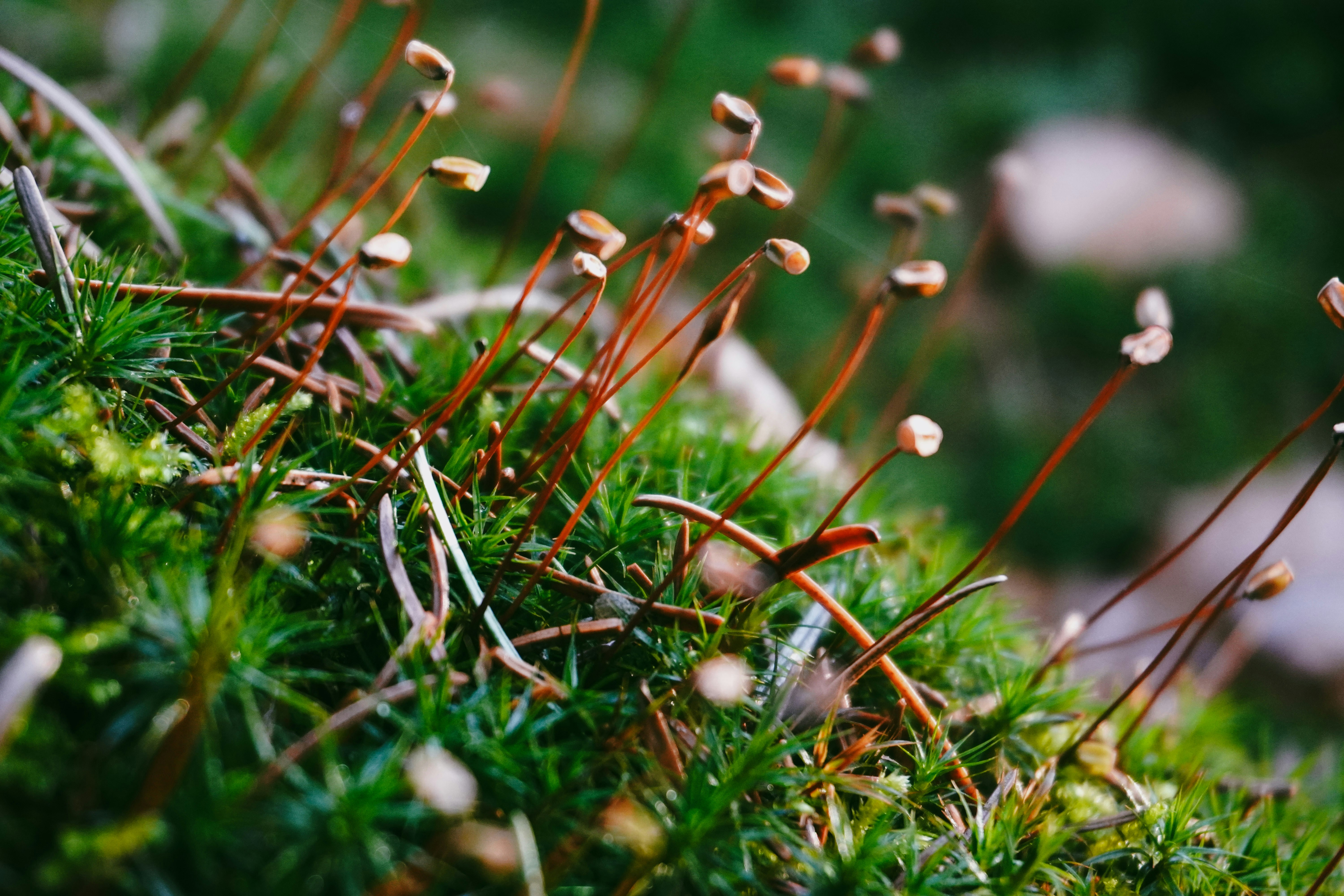 A close up of a mossy surface with tiny flowers photo – Free Forest ...