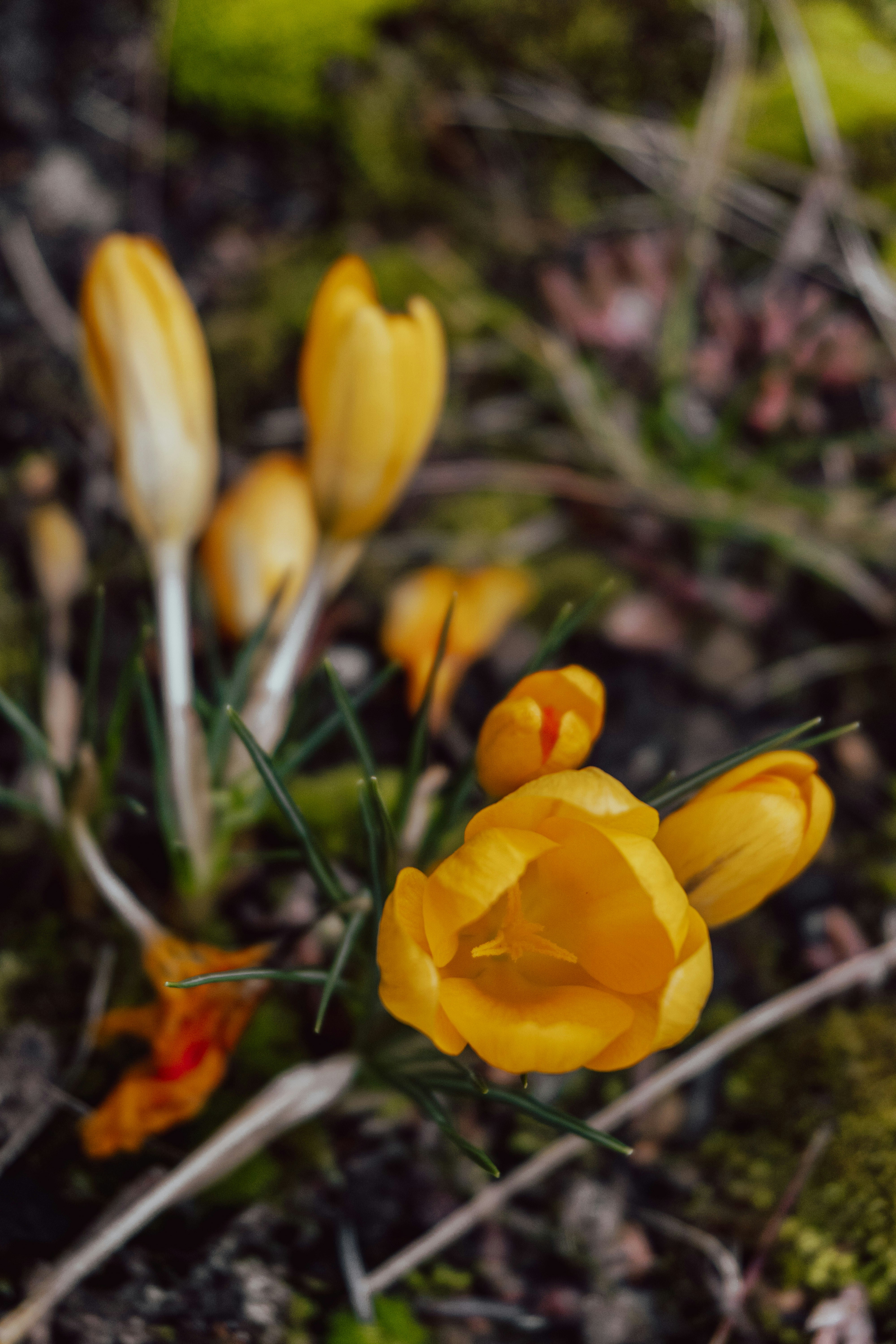 Golden Bloom in Soft Focus: A Close-Up of Spring Crocus