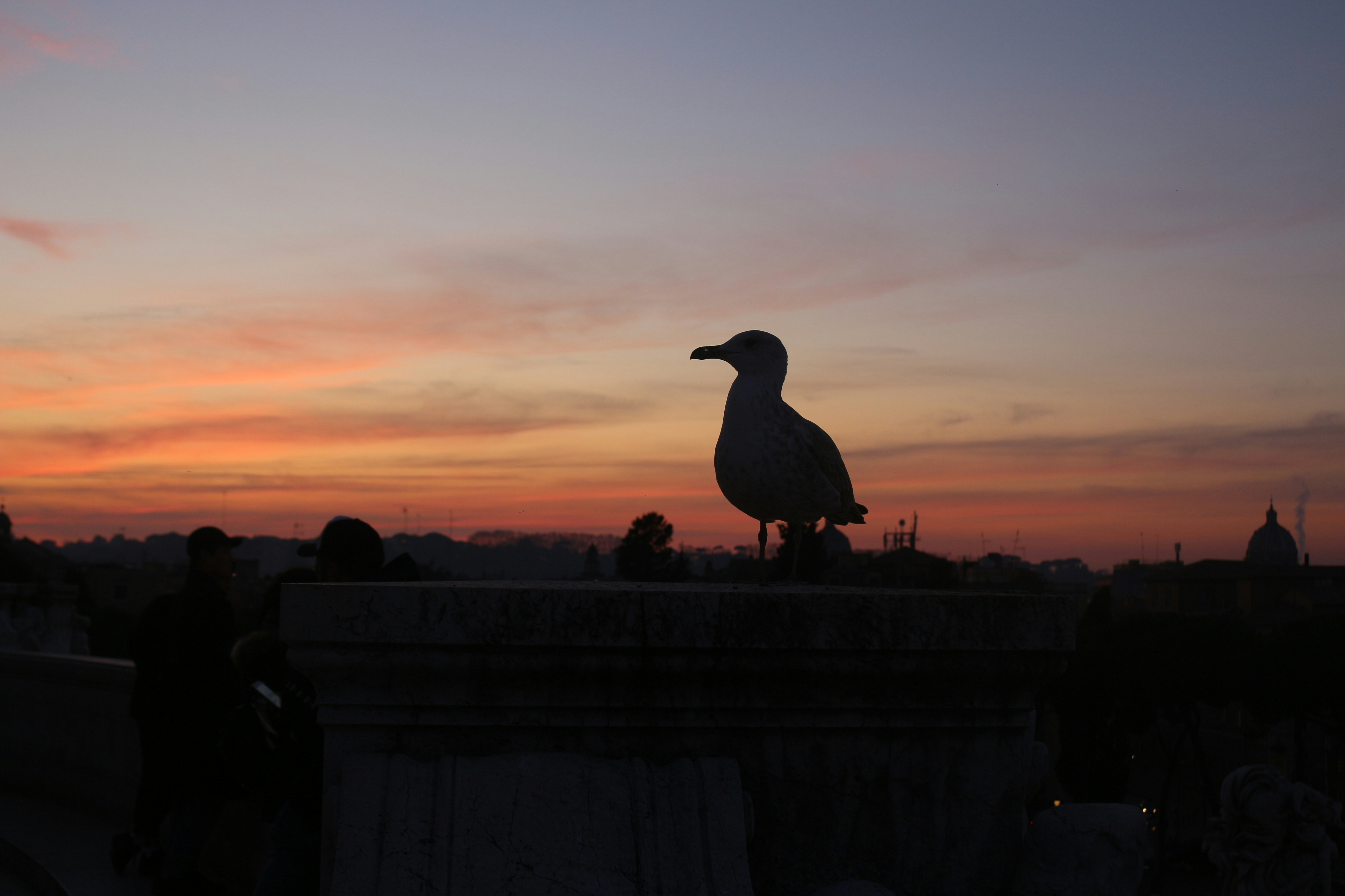 Dusk Sentinel: Silhouette of a Seabird Over a Quiet Terrace