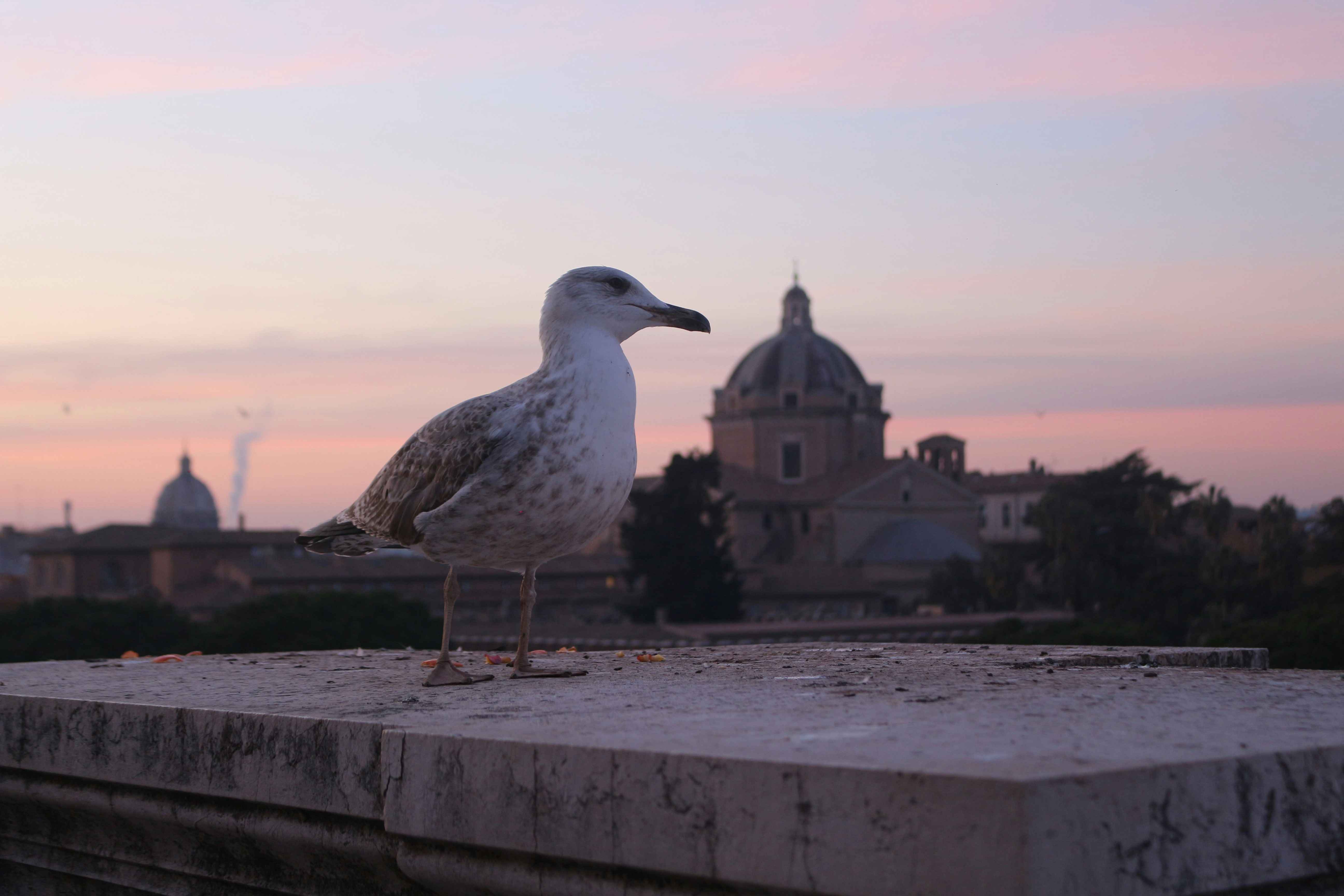Seagull Sentinel on a Rooftop at Golden Hour