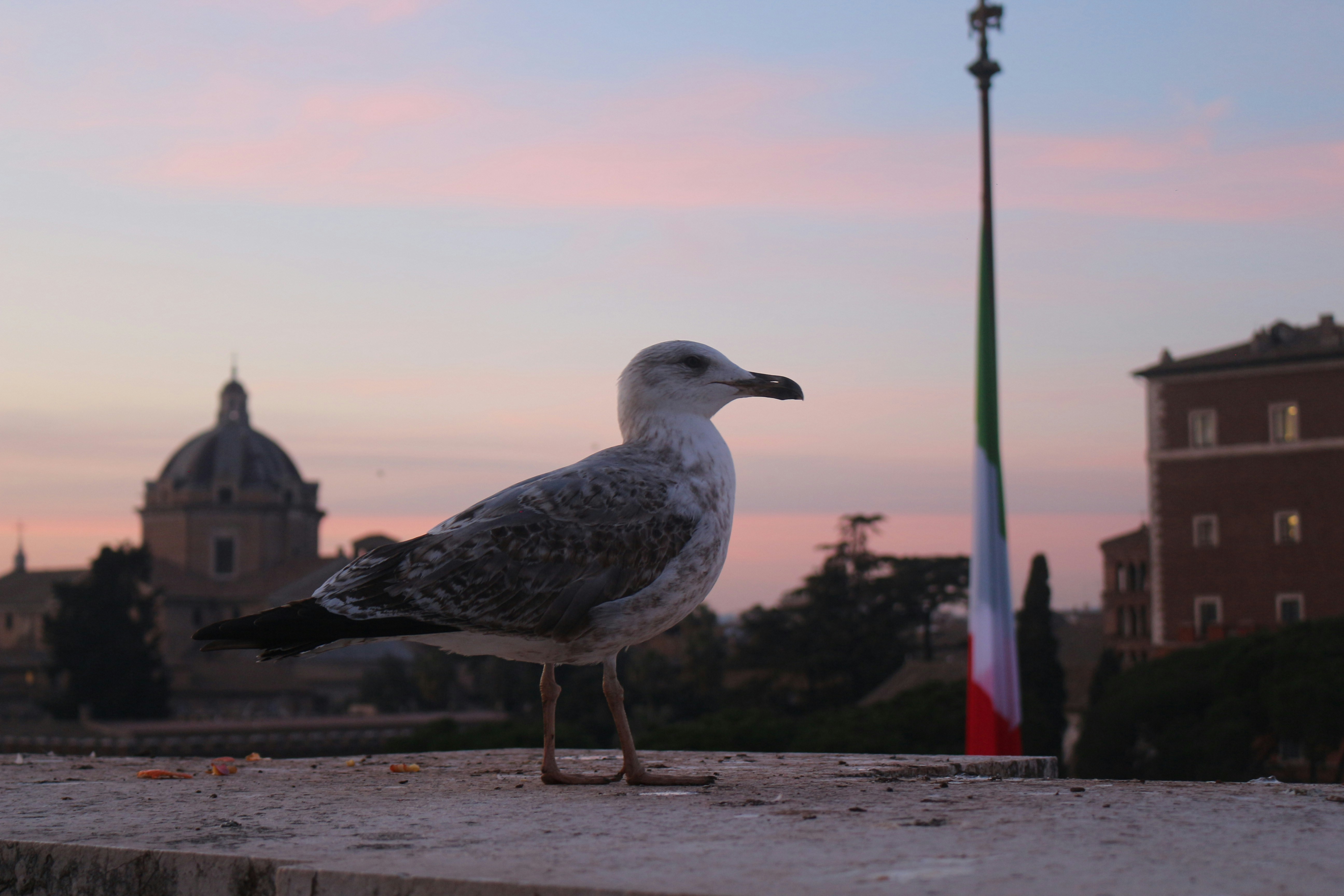 Seagull on a Weathered Ledge at Dusk with Italian Flag in the Background