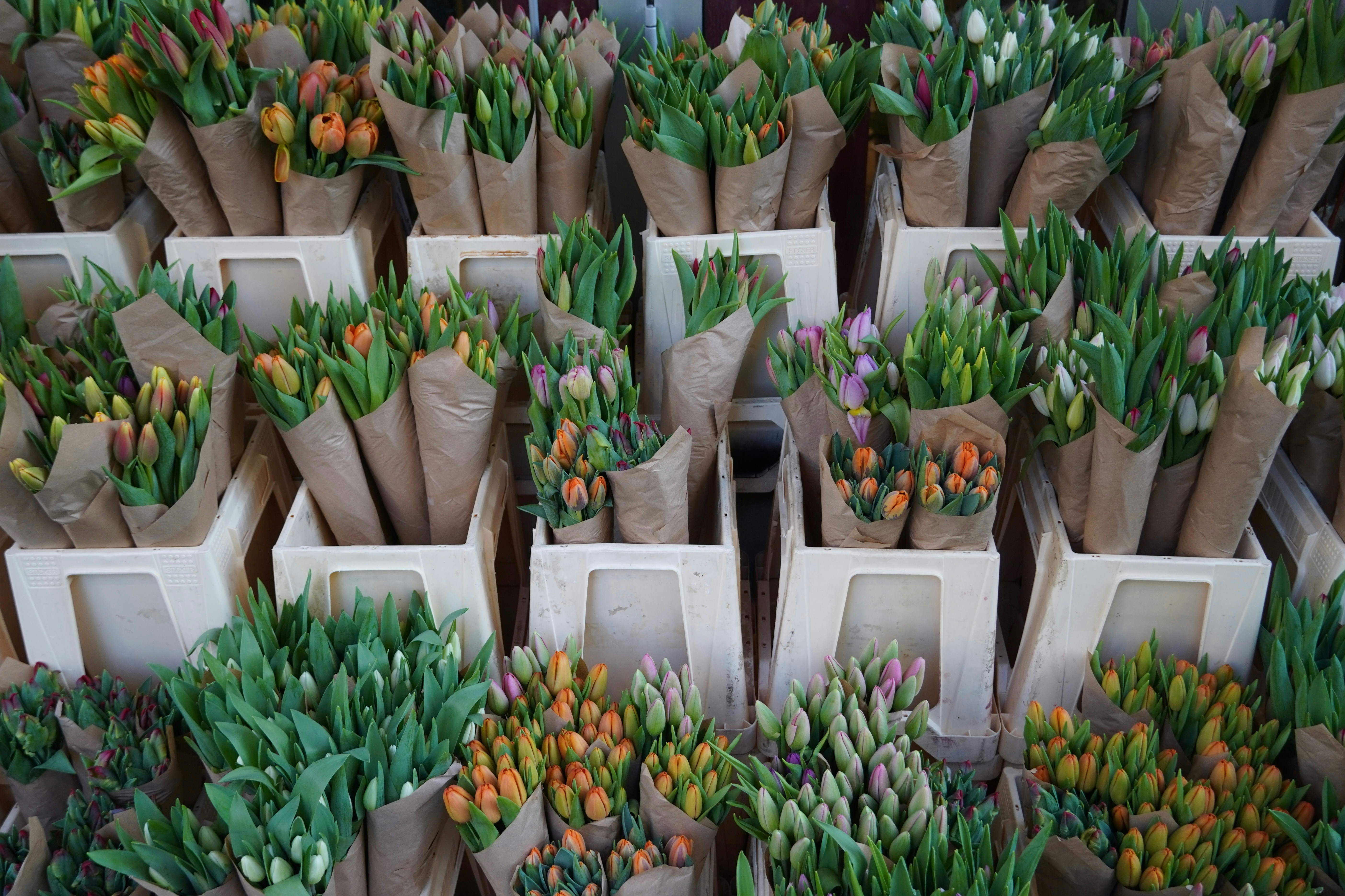 Wrapped Tulip Grid: A Geometric Burst of Color in White Crates