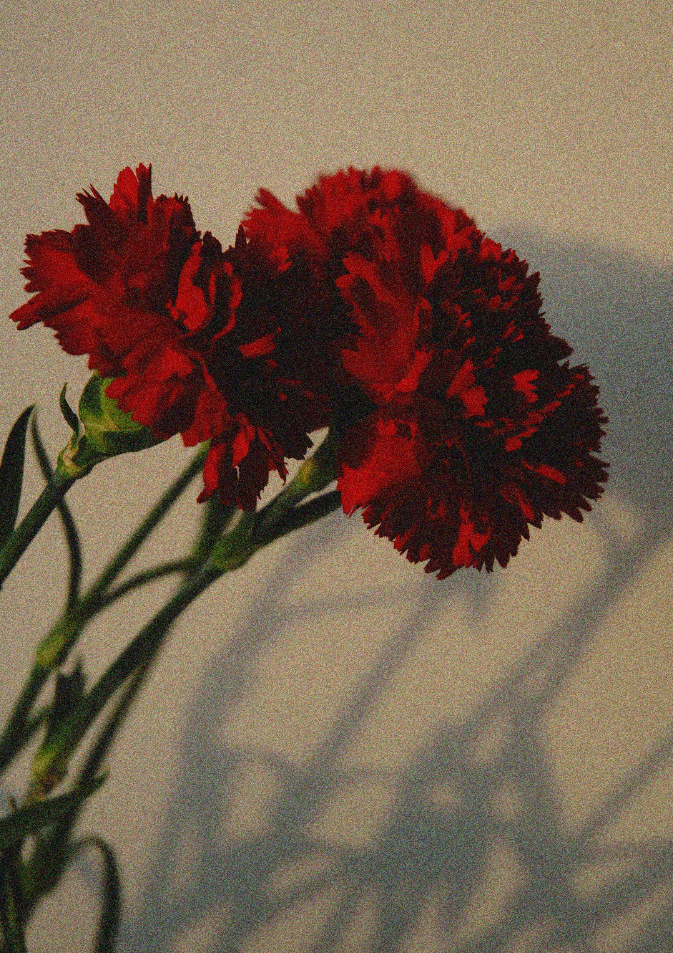 Three vibrant red carnations casting delicate shadows against a soft backdrop.