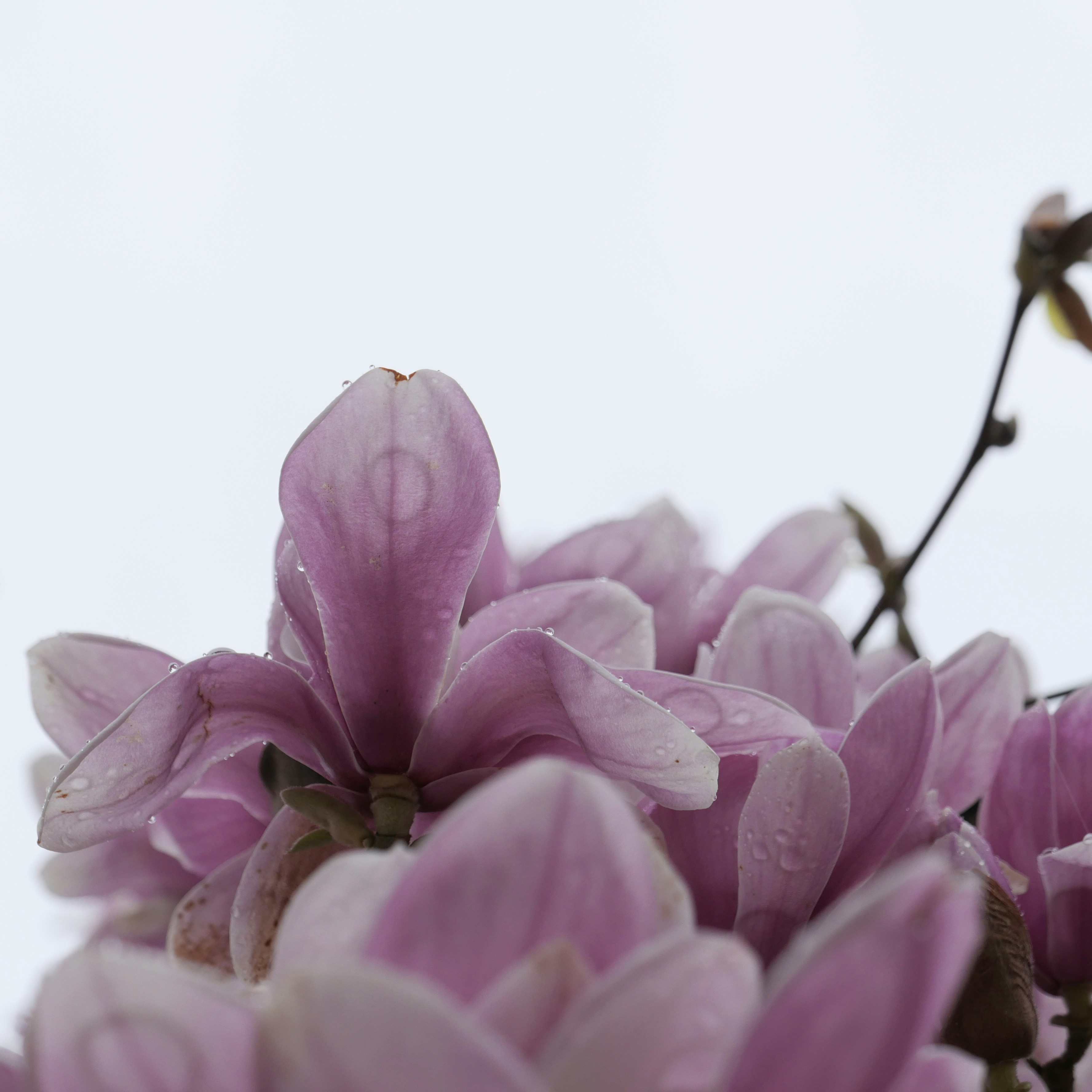 Dew-kissed Magnolia Close-Up: Soft Pink Bloom in Diffused Light
