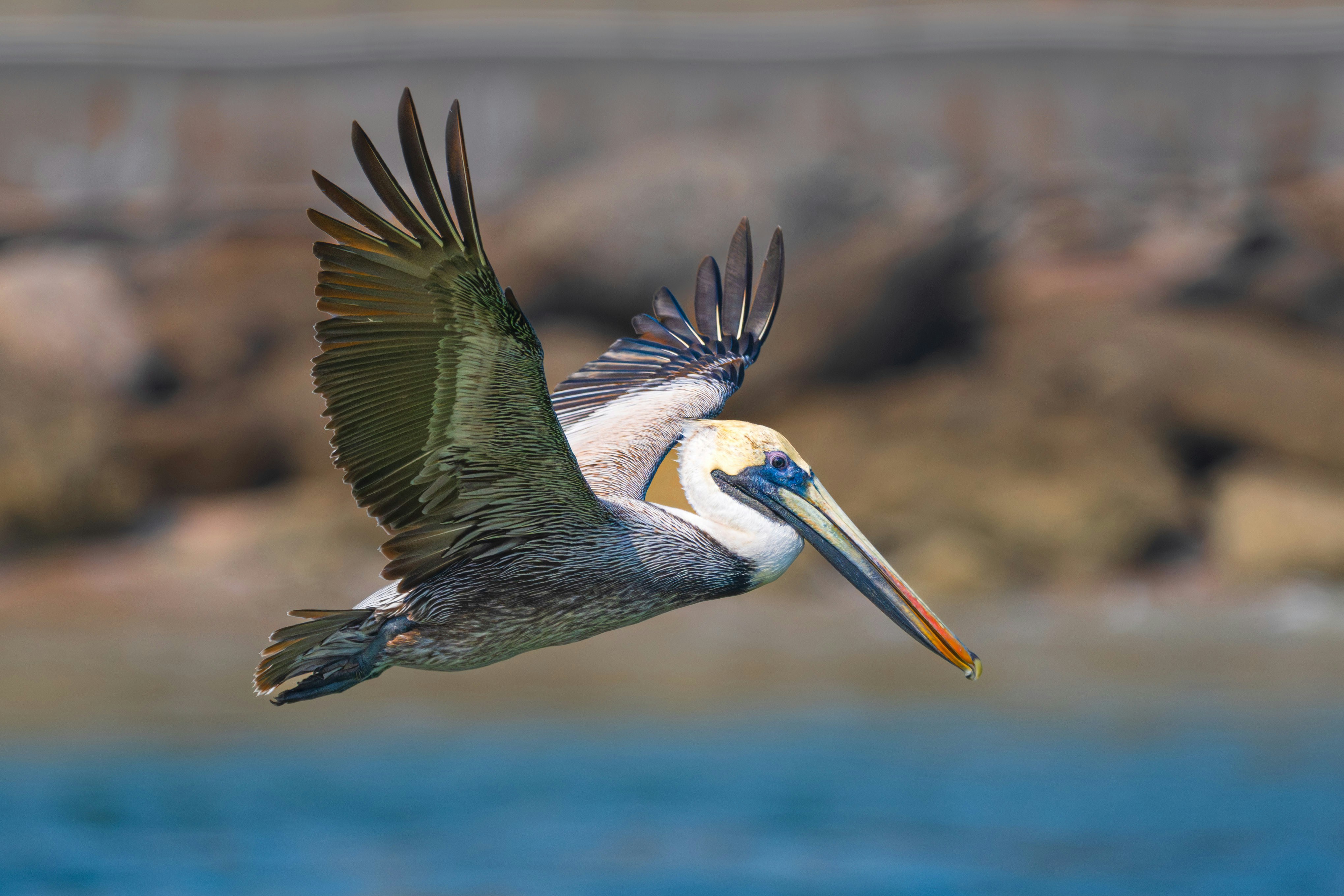 A brown pelican flying out of Sebastian Inlet, Florida, towards the Atlantic Ocean.