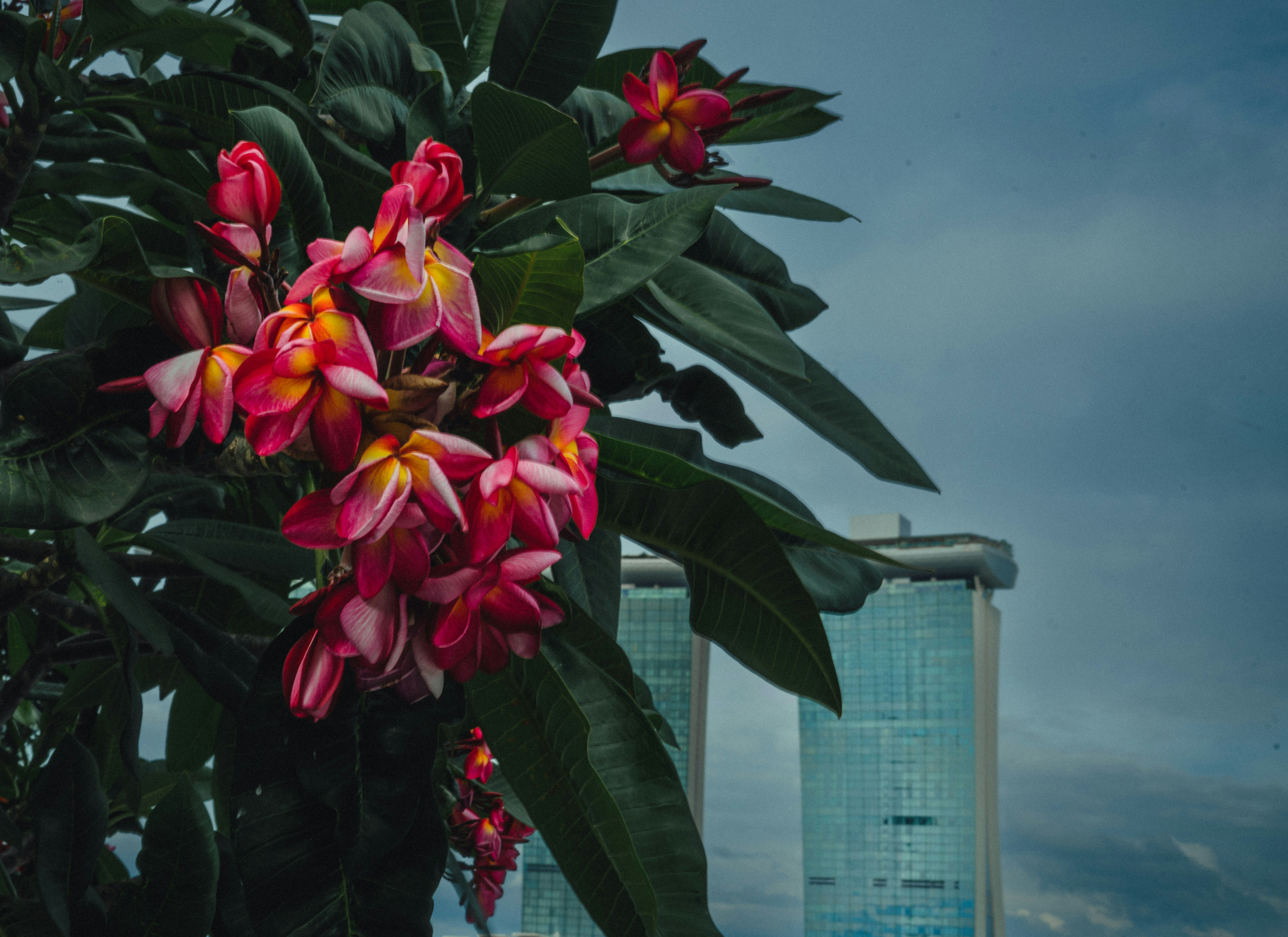 Bright pink plumeria blossoms frame a modern glass tower against a blue sky.