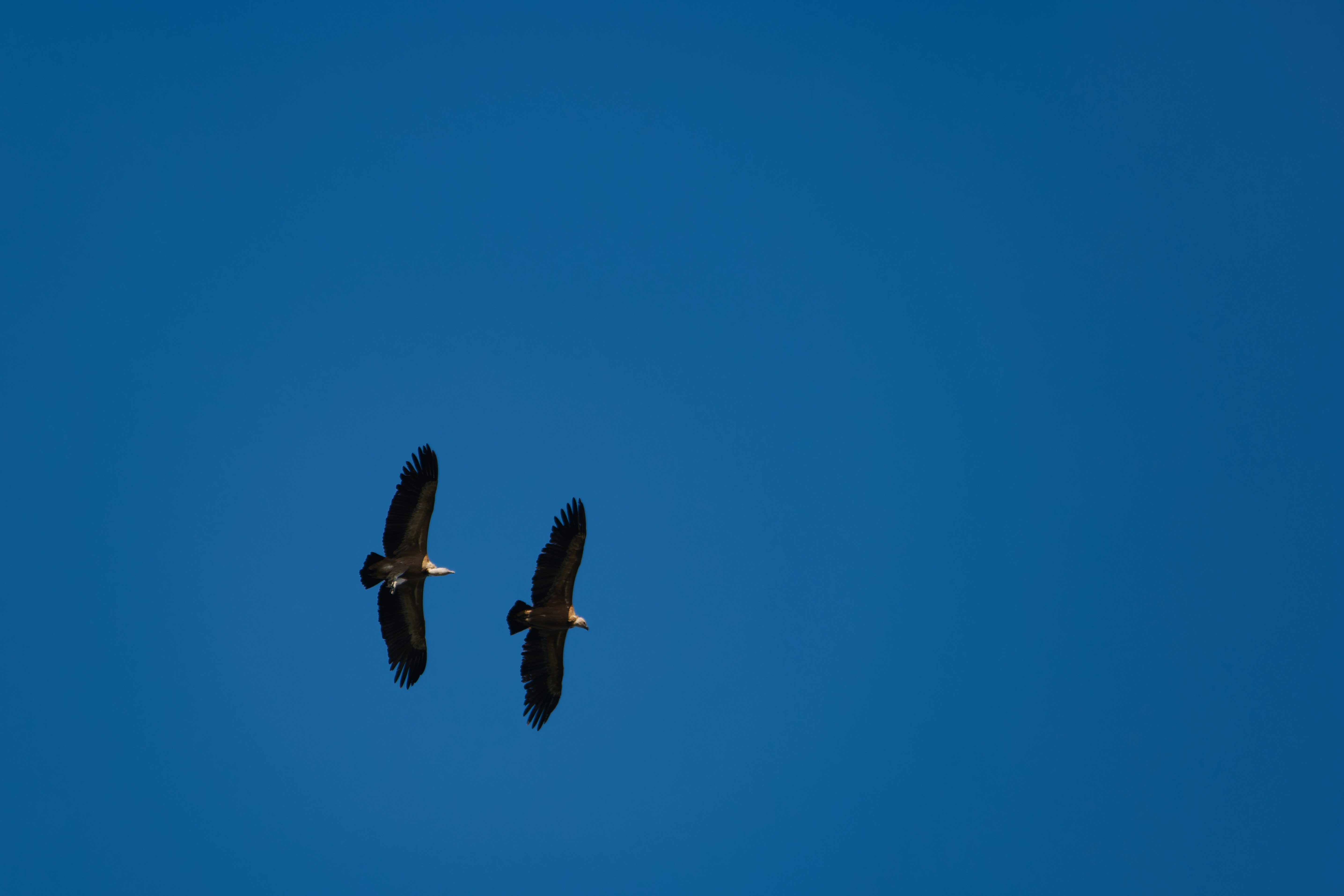 Tandem Soaring Against a Cerulean Sky
