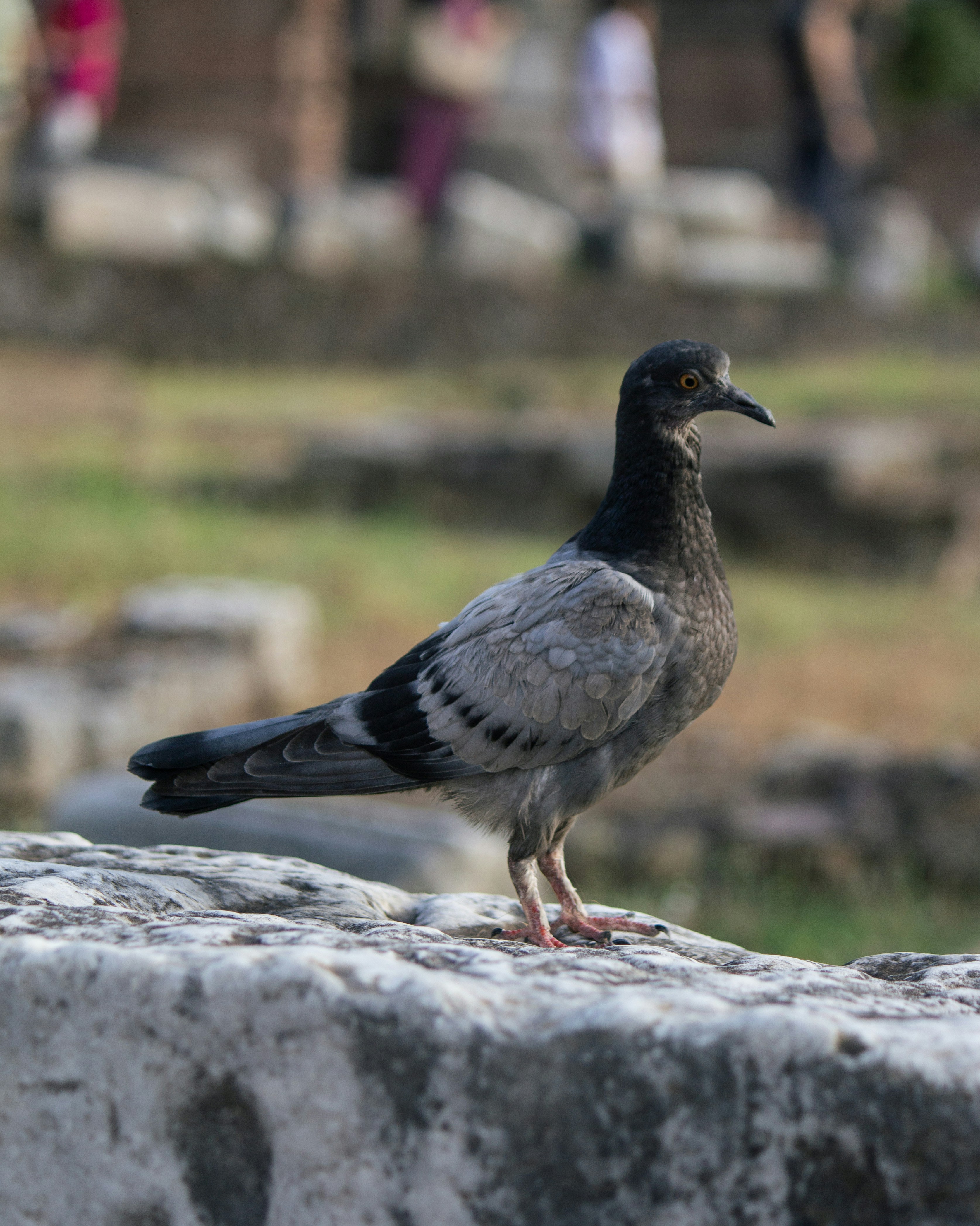 a black and white bird standing on a rockAyush Agarwal