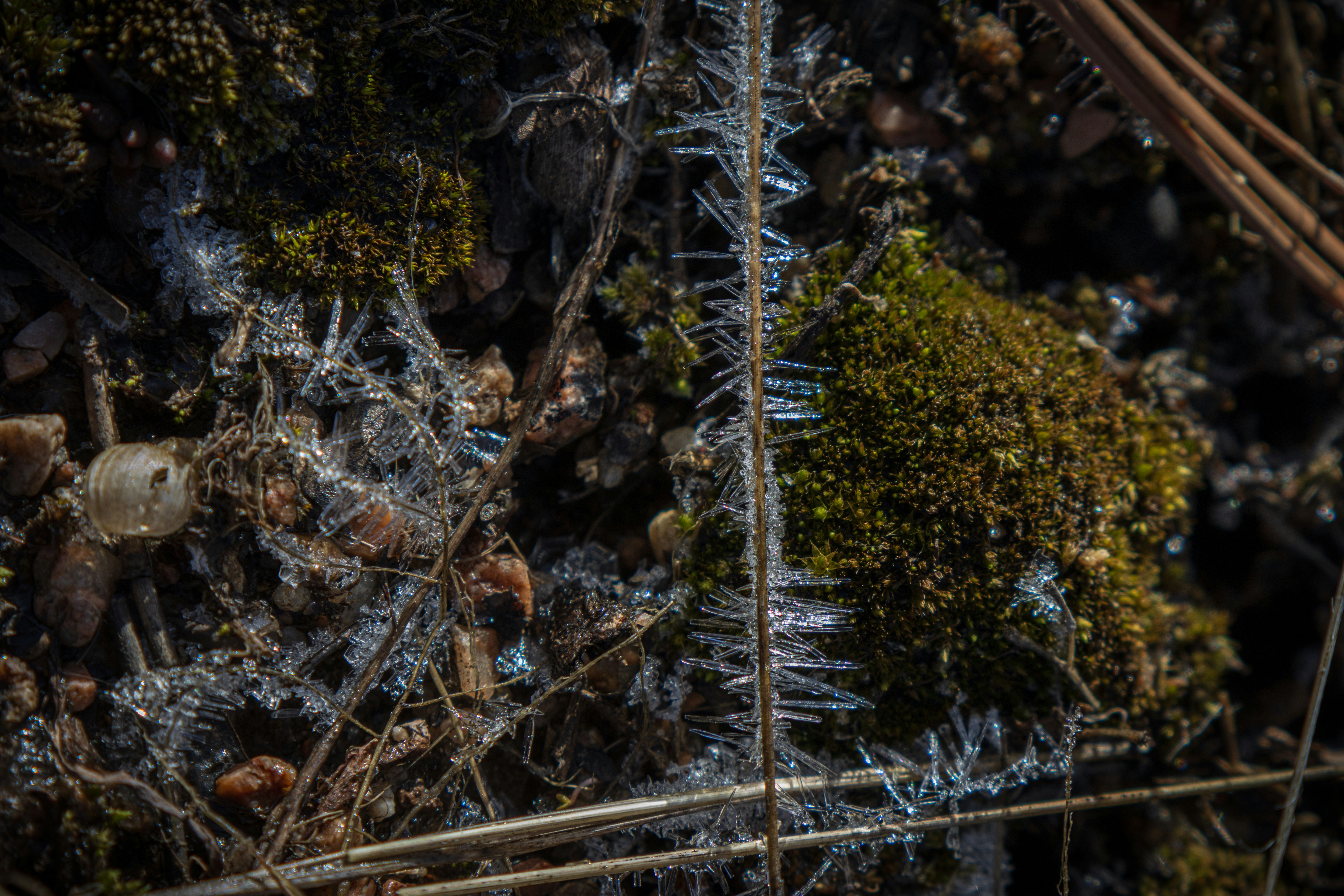 Photo by Brandon Stoll with Canon EOS R7