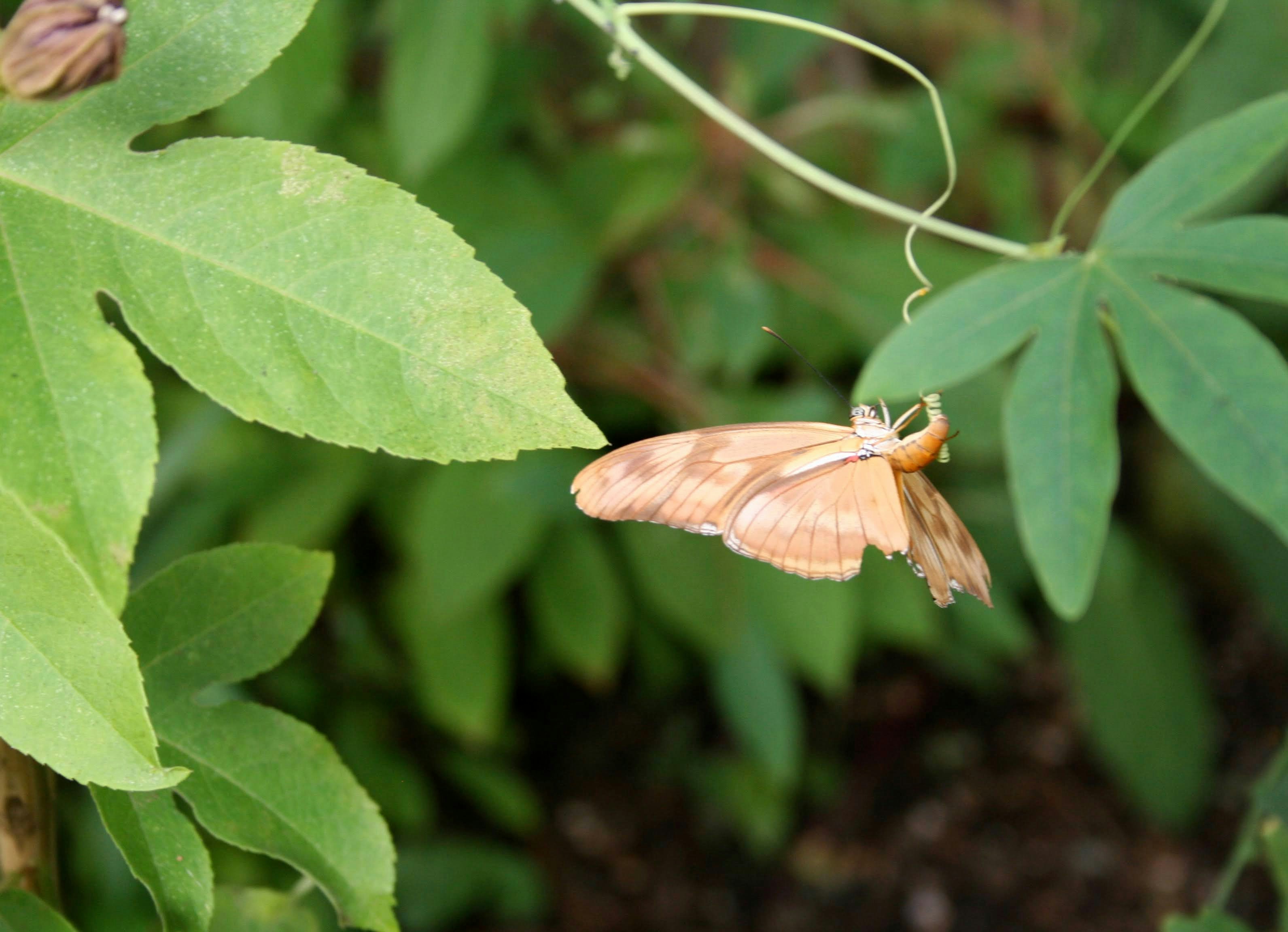 Copper Winged Butterfly Drifts Through a Sunlit Leaf Corridor