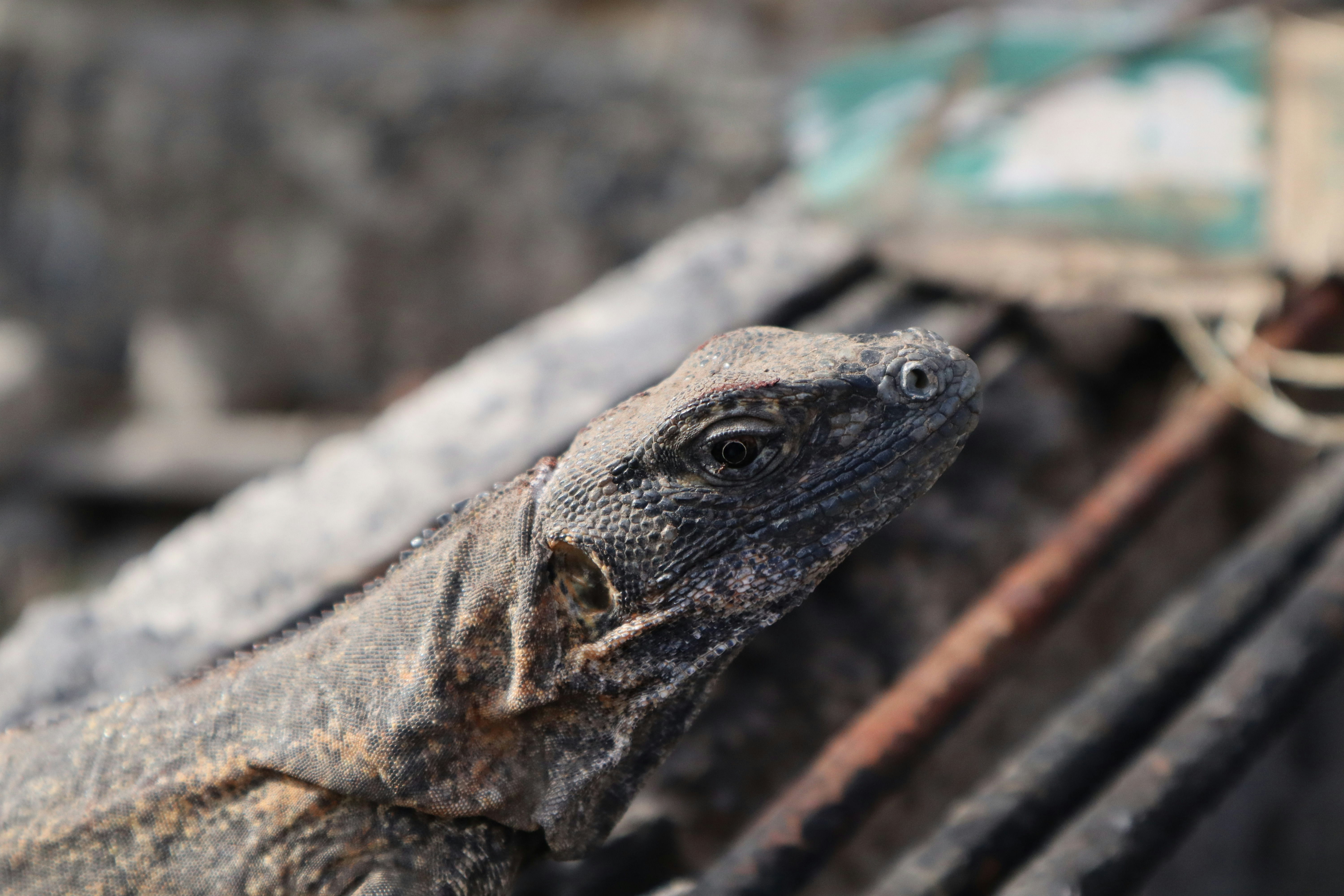 Grillside Gaze: A Close-Up of a Weathered Lizard on Rusted Grates